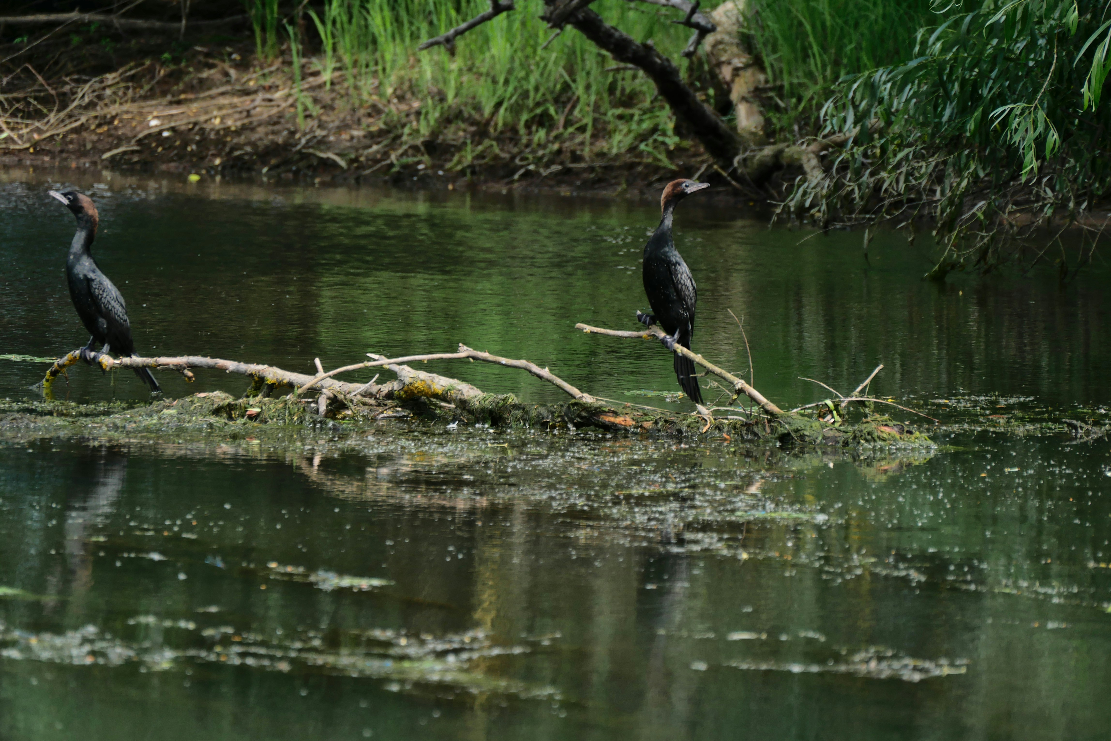 Two Herons on a Log Bridge in a Quiet Pond