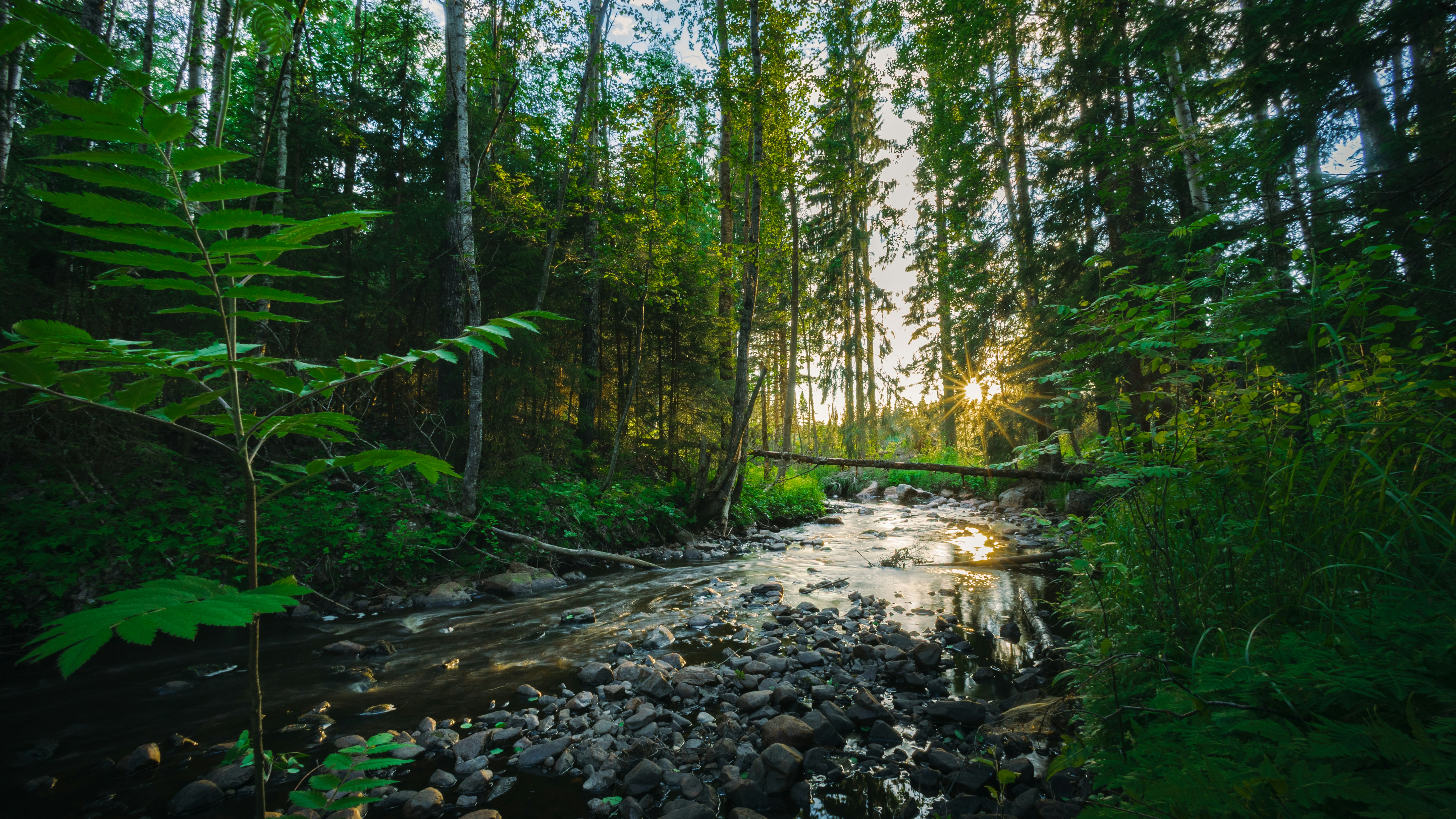Forest Stream at Sunset: Light Woven Through Verdant Pines