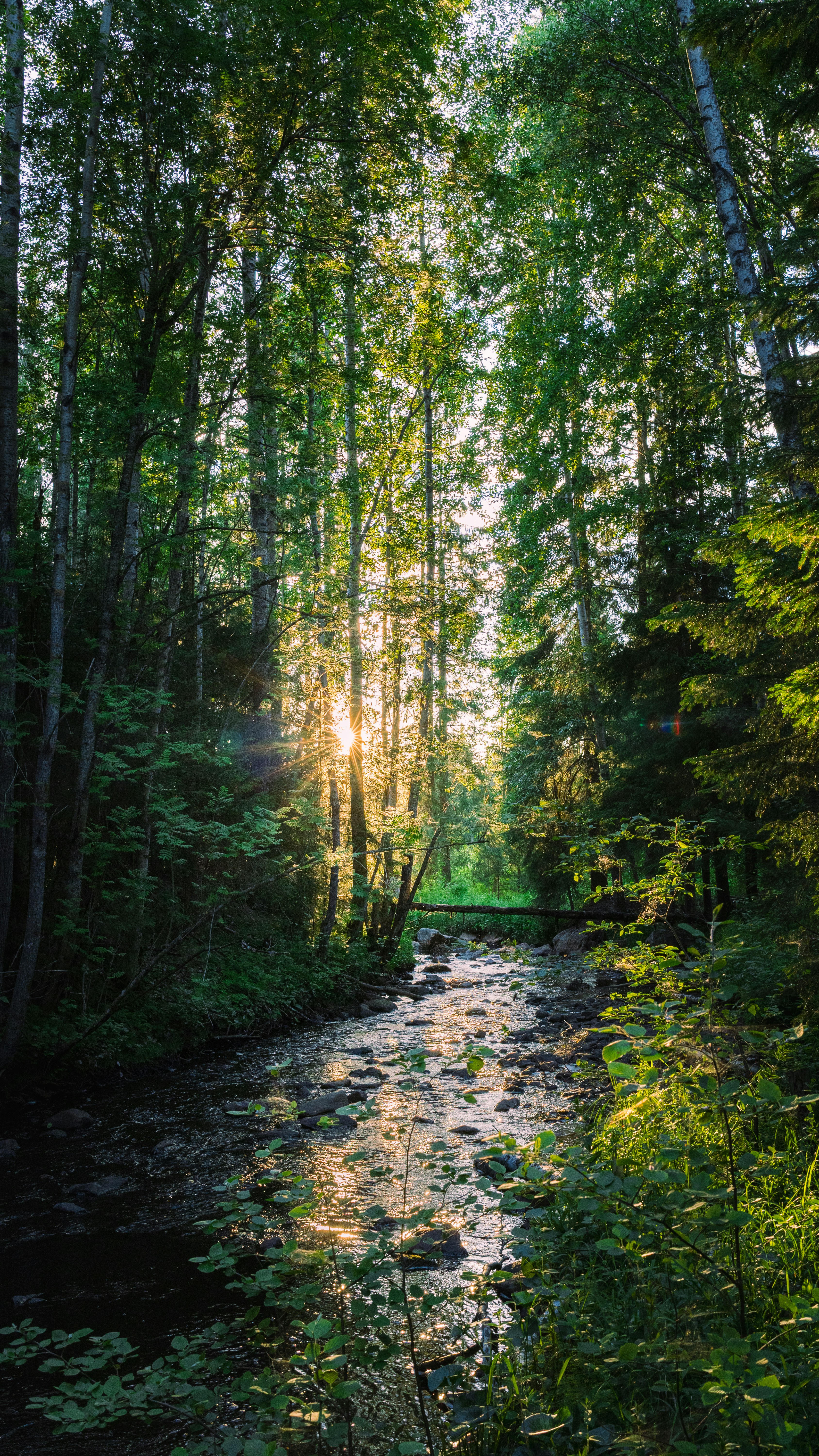 Sunlit Stream Through a Quiet Forest Corridor