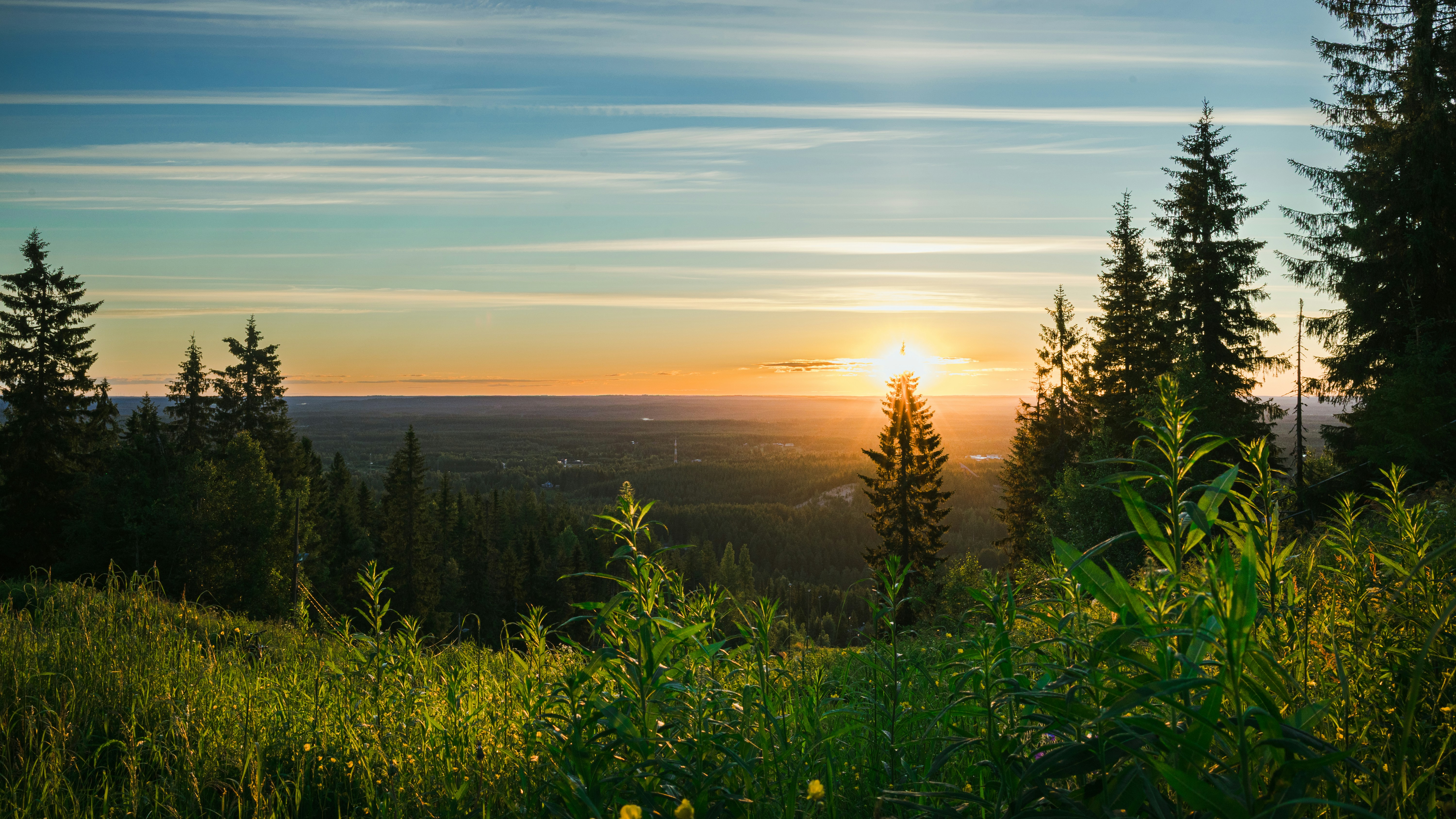Sunlit Crest: Dawn Over the Pine Ridge