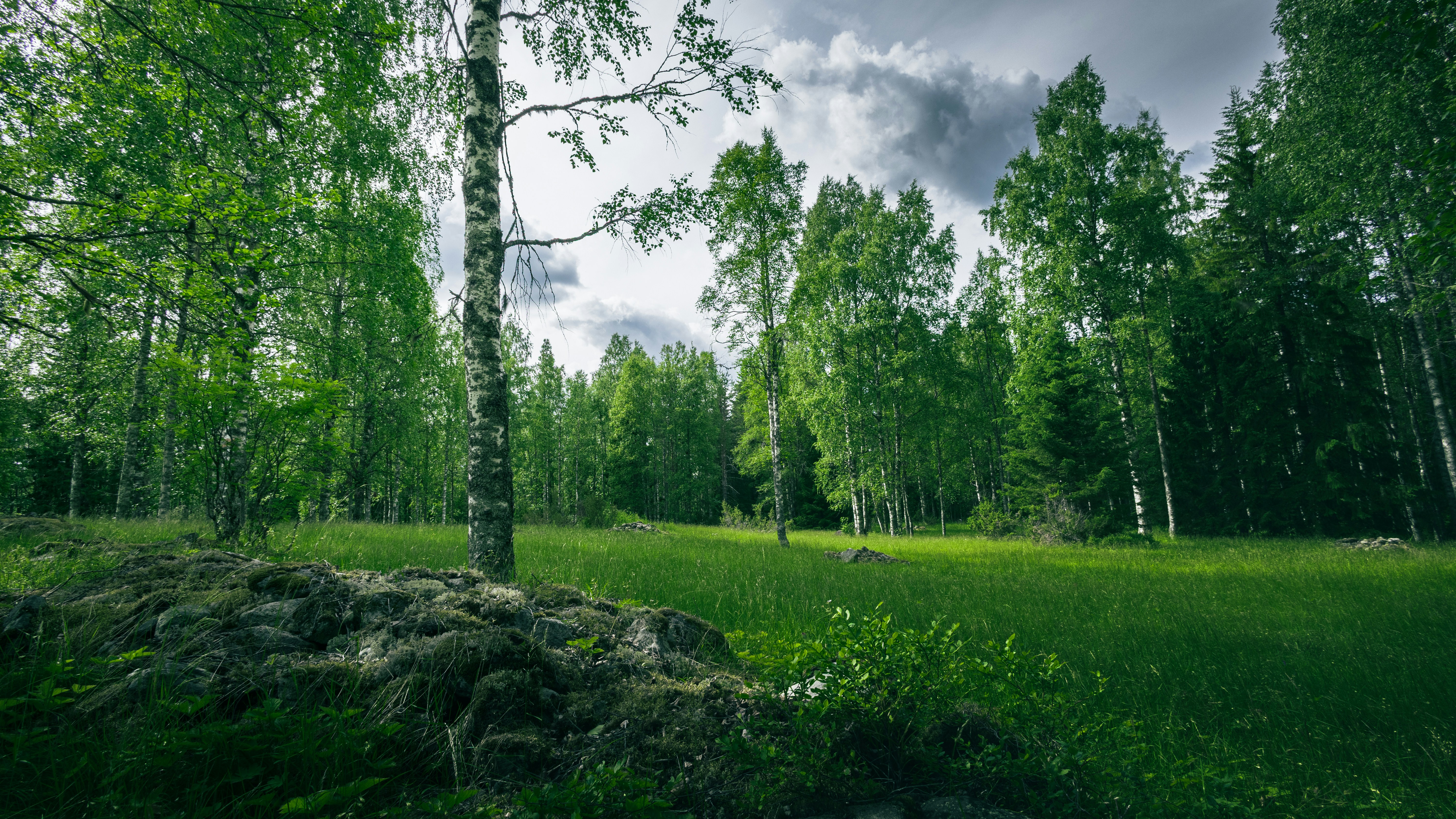 Sunlit meadow framed by a forest of birch trees, with a rocky foreground and a soft, rolling green field extending into the distance.