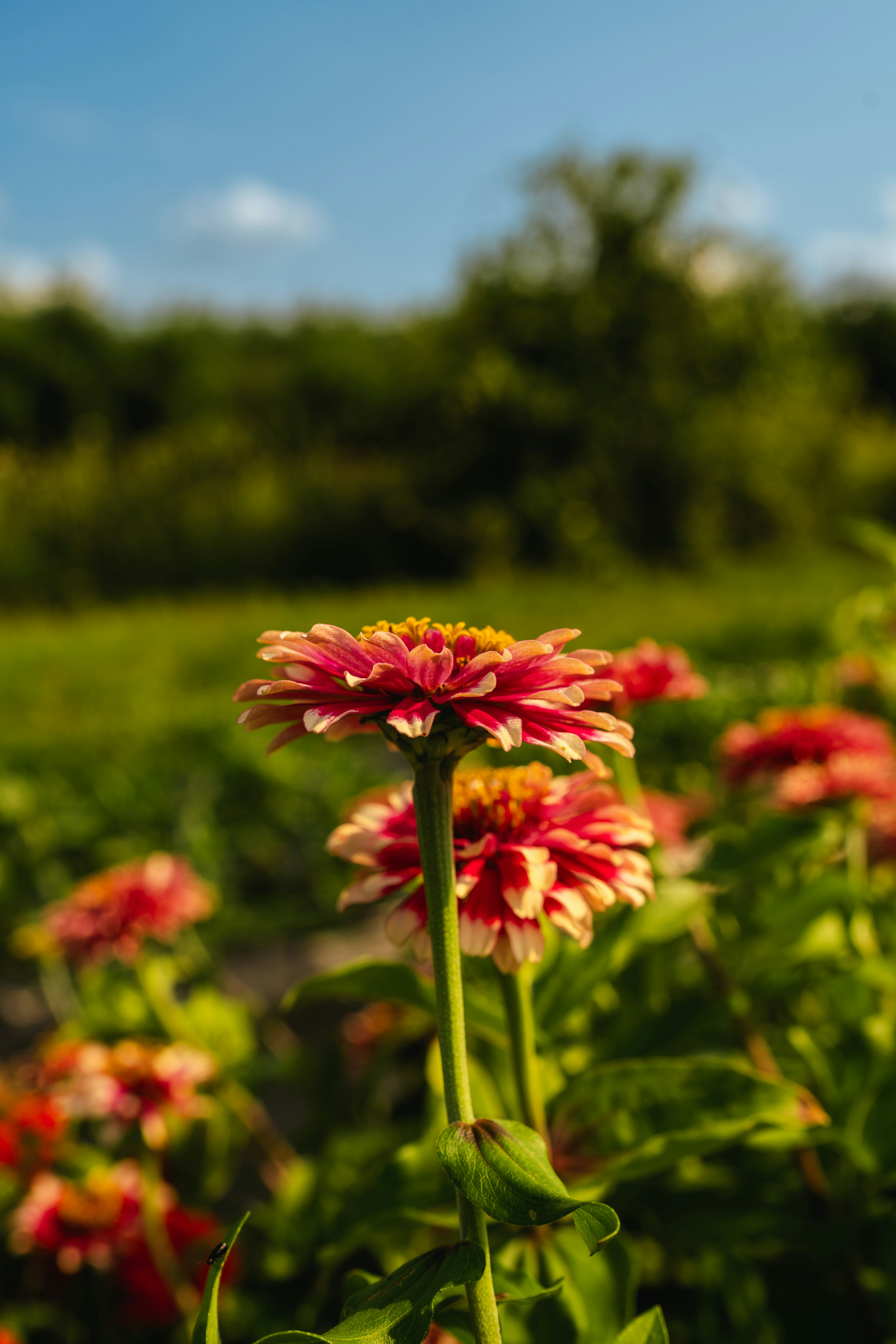 Center Bloom: A Sunlit Zinnia Reaches for Summer Sky