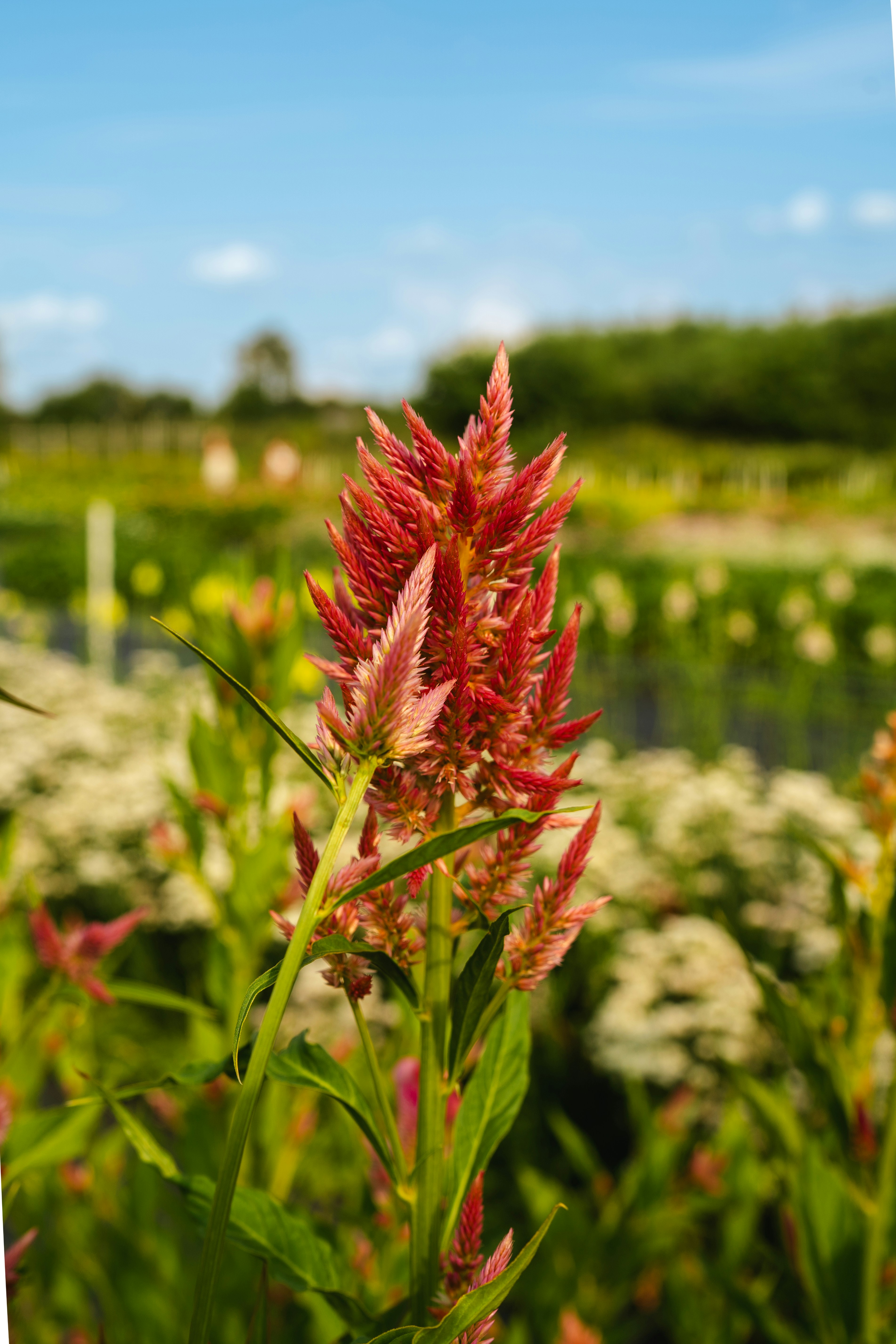 Crimson Cone: A Close-Up of the Flower Amid a Sea of Greens