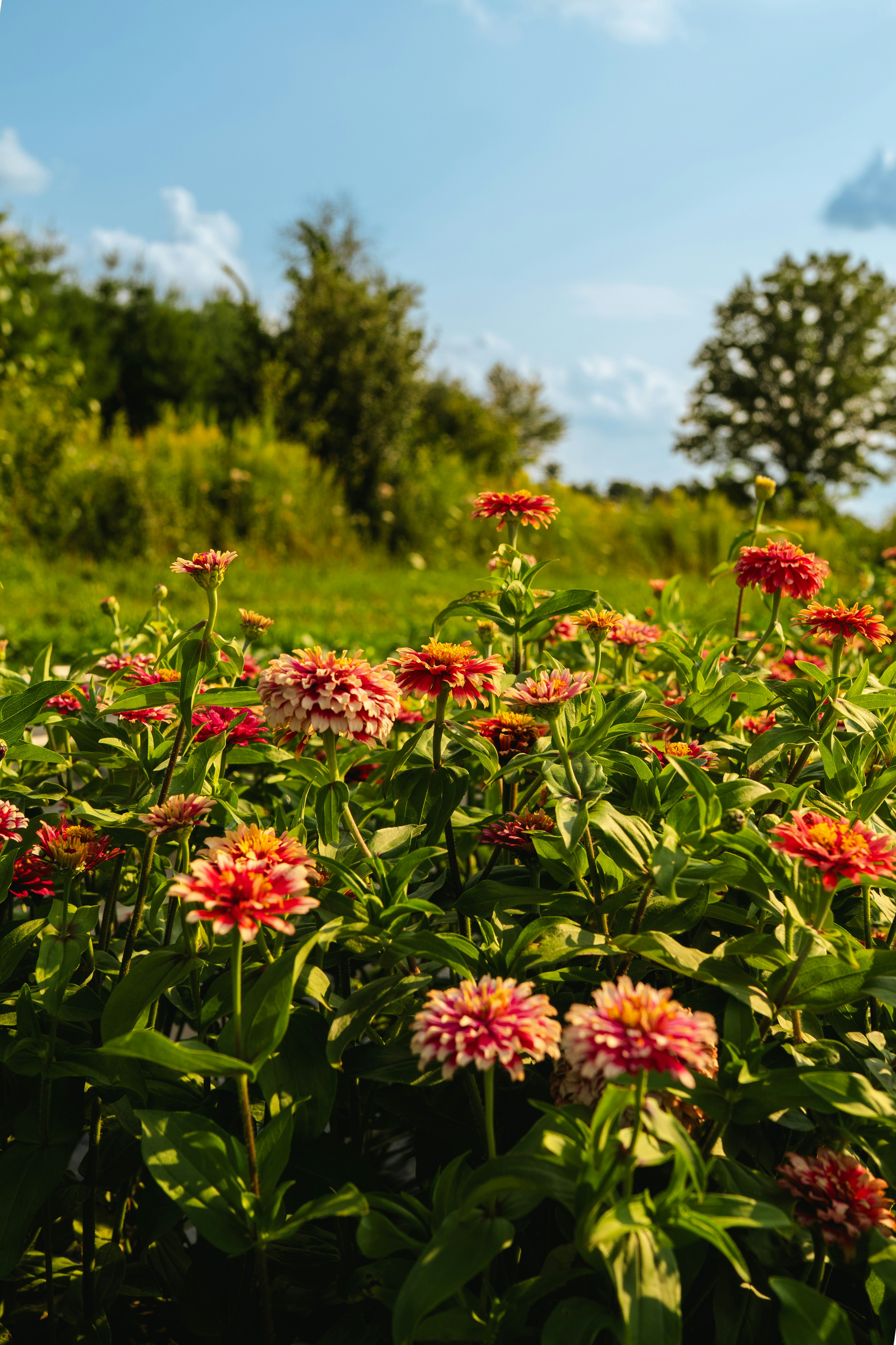 Sunlit zinnia field under a bright summer sky