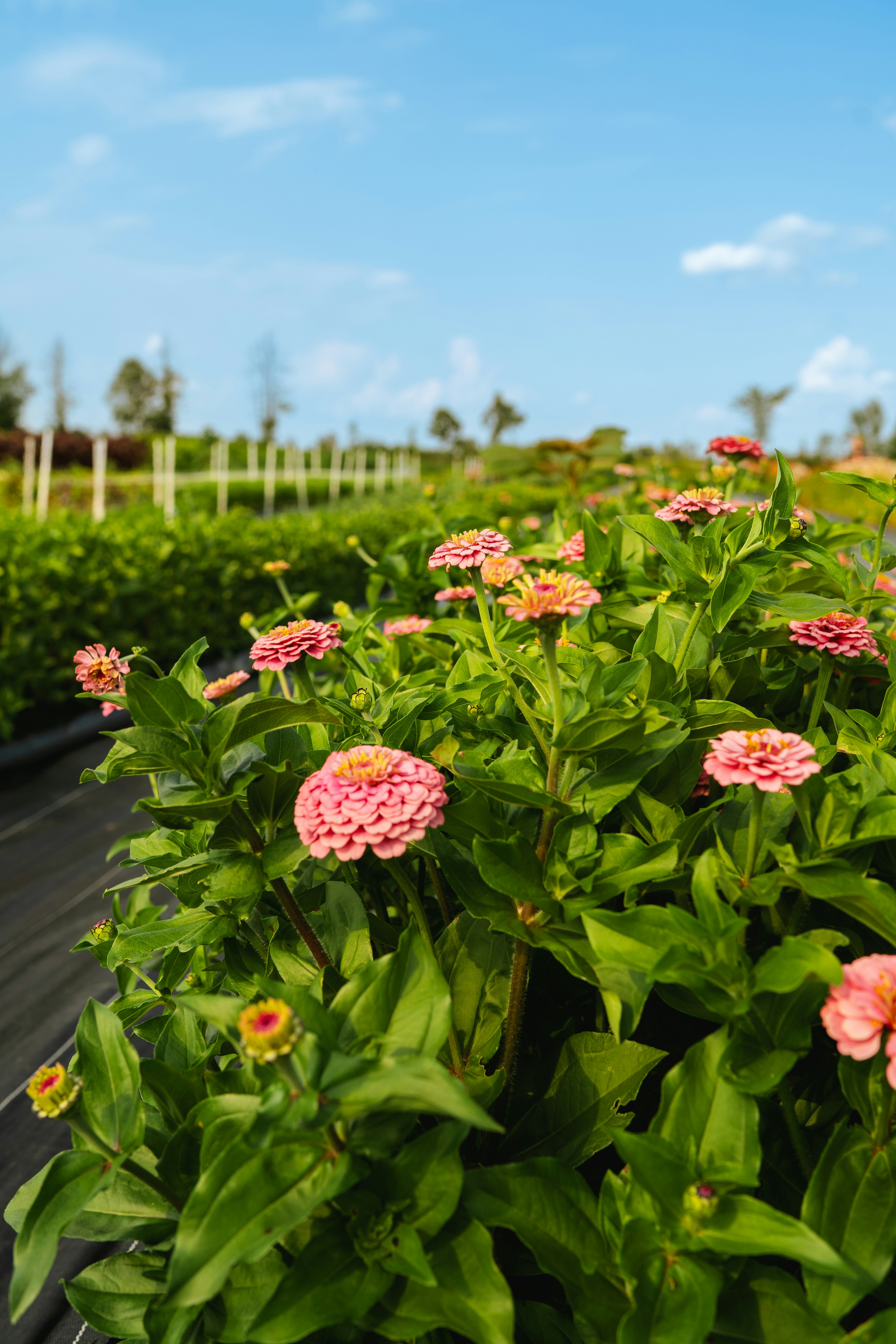 Petal Panorama: Colorful Zinnias Reaching for the Sky