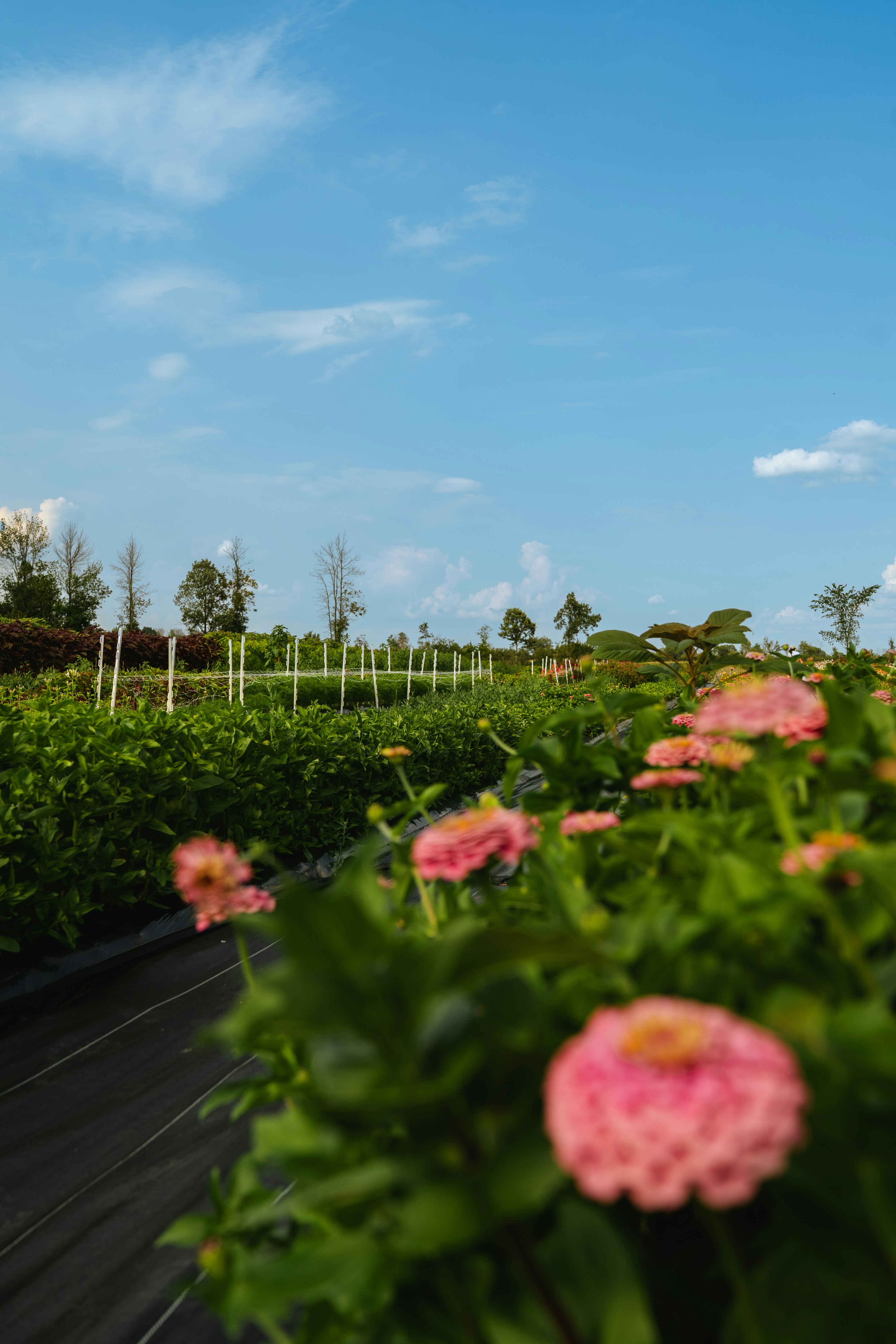 Bloom Field Under a Wide Blue Sky
