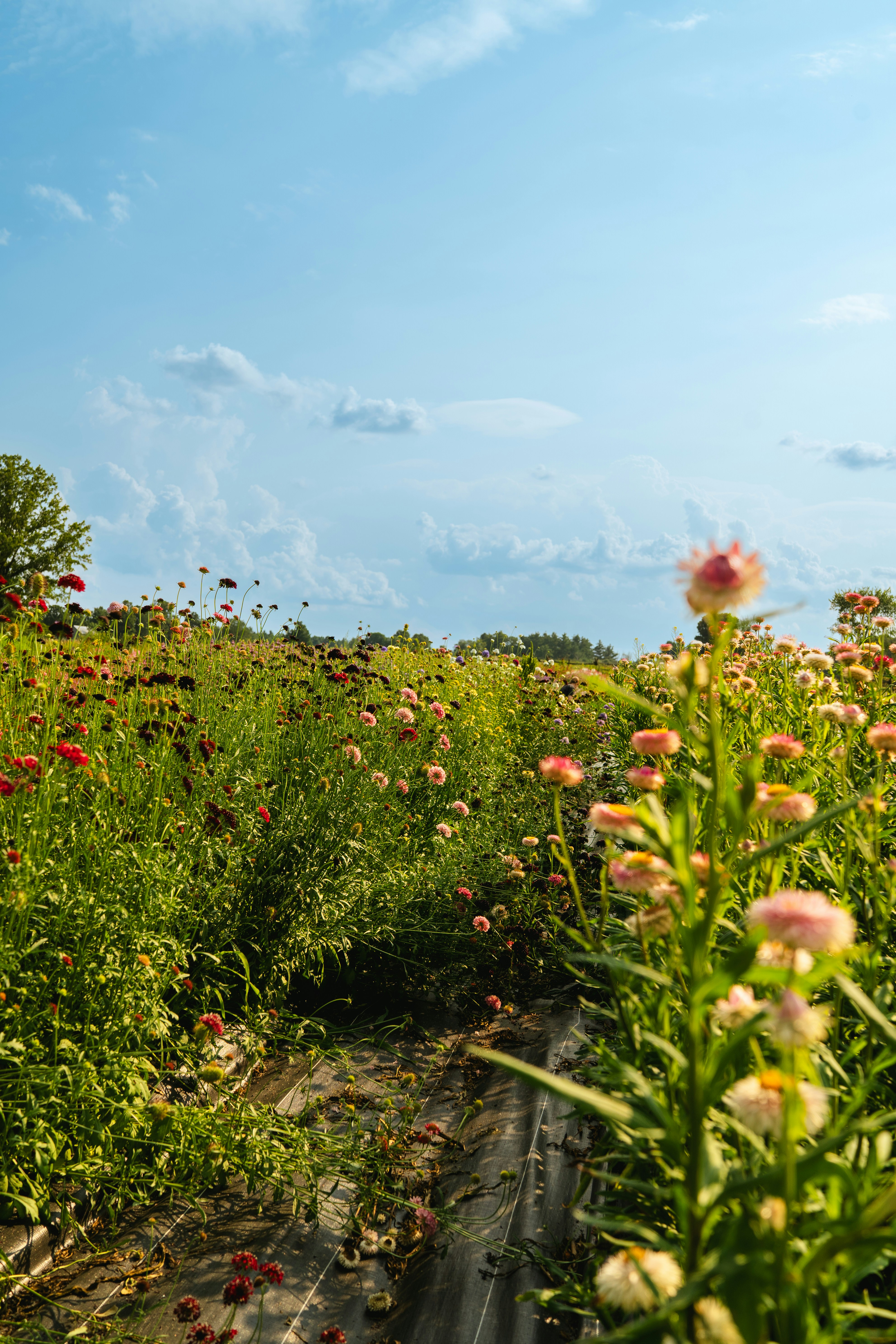 Sunlit Aster Field: A Tilt Toward Blooming Life