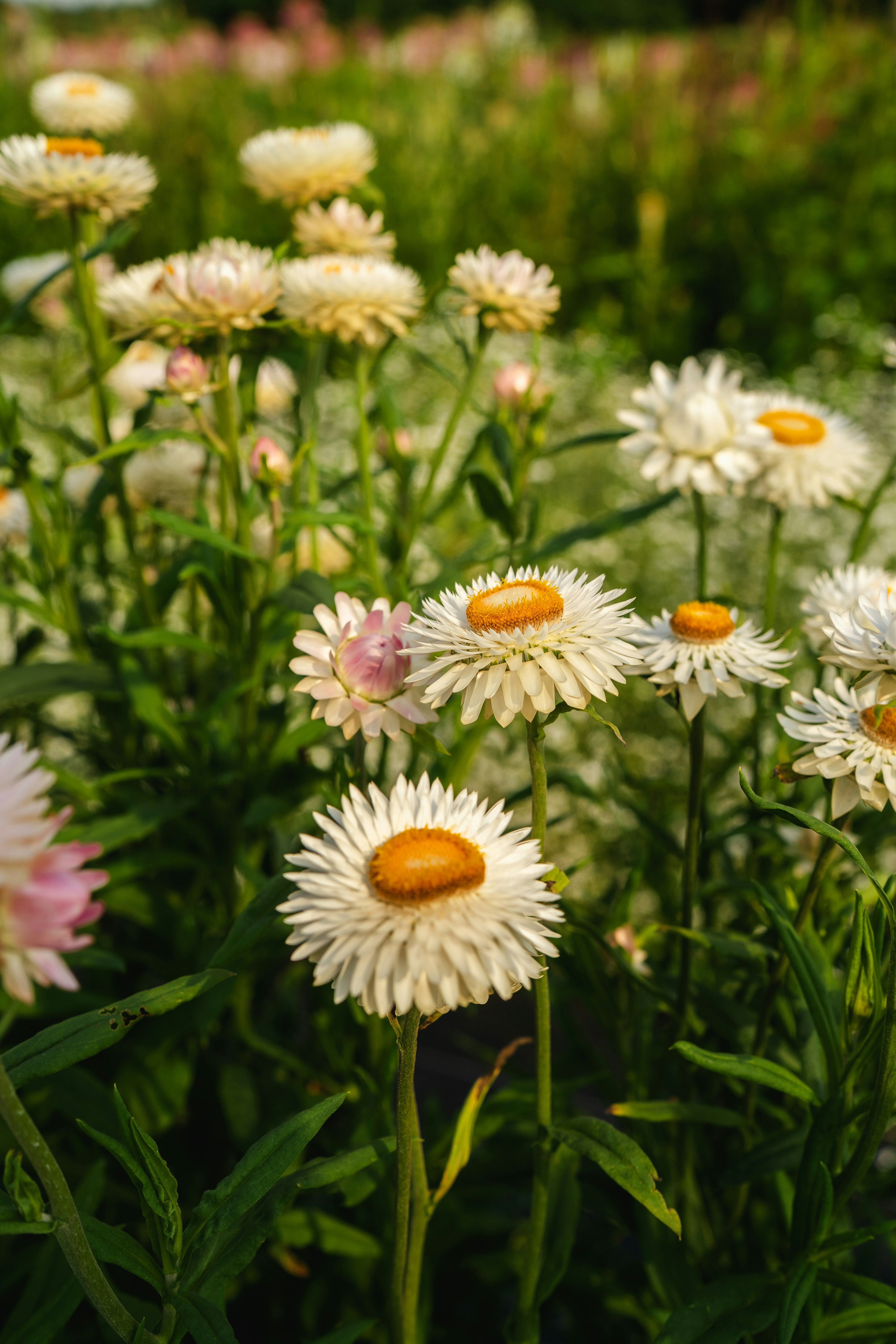 Petal Cathedral: Cream-centered daisies in sunlit bloom