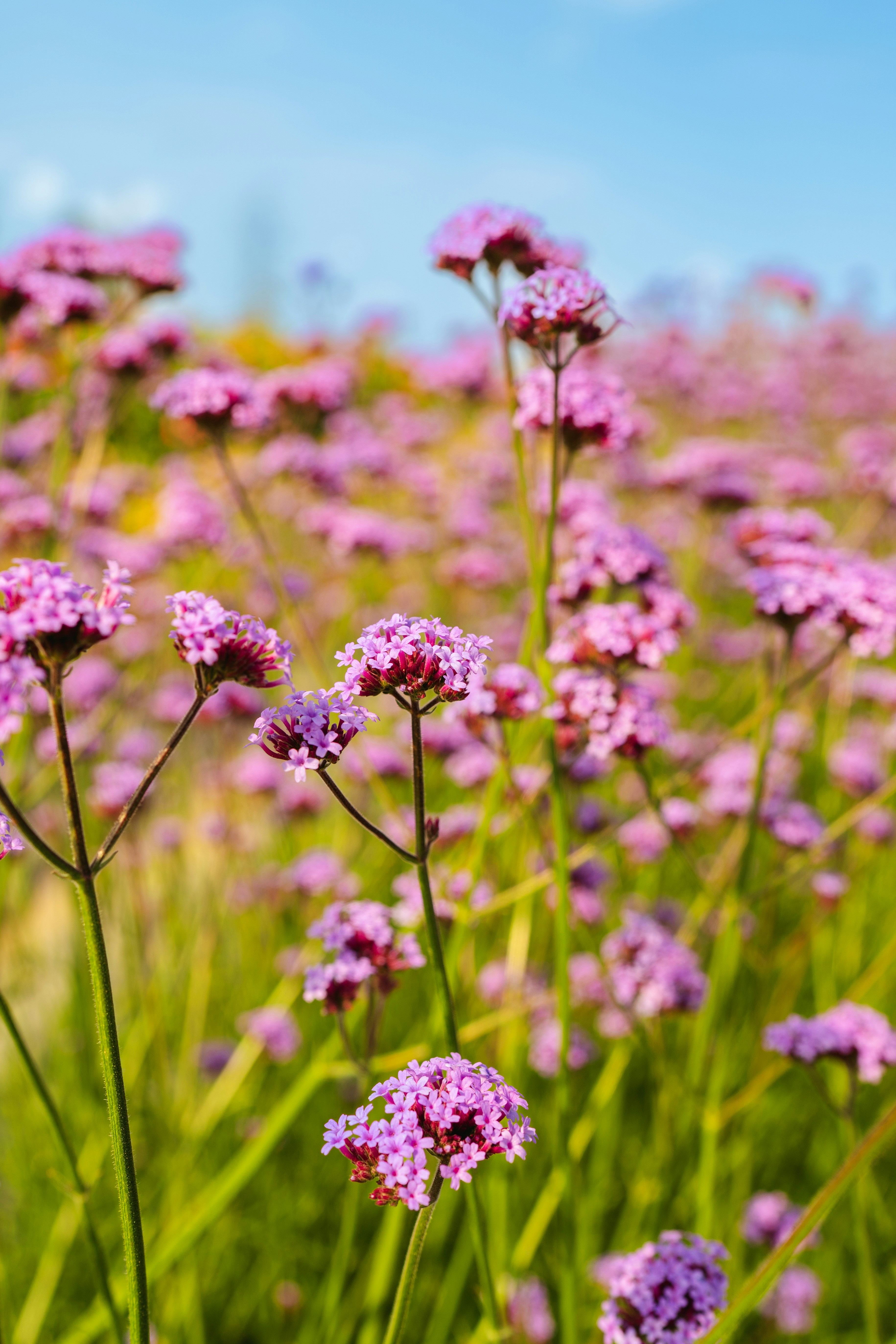 Crimson Heads in a Sunlit Meadow