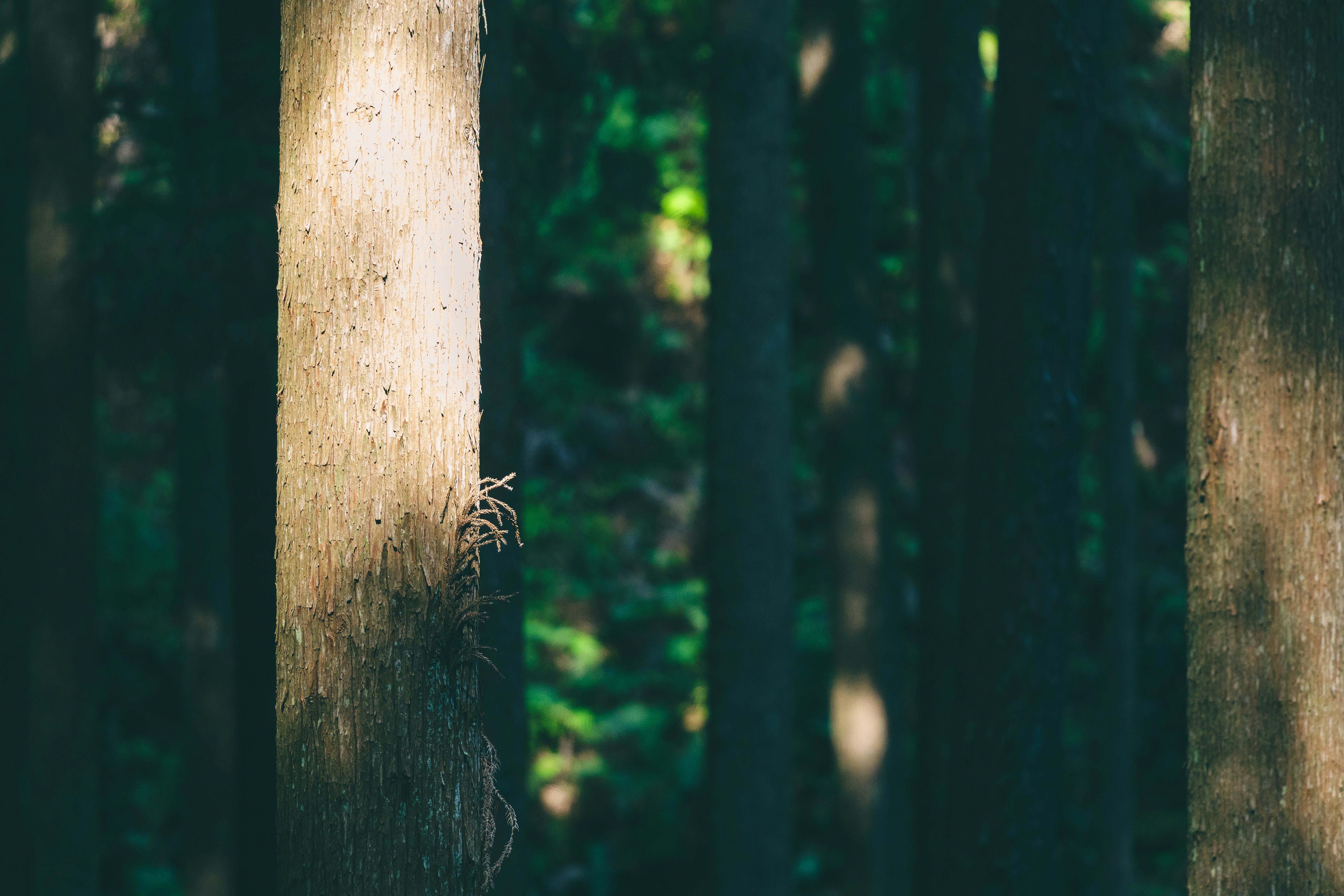 Sunlit Birch Split in a Quiet Forest