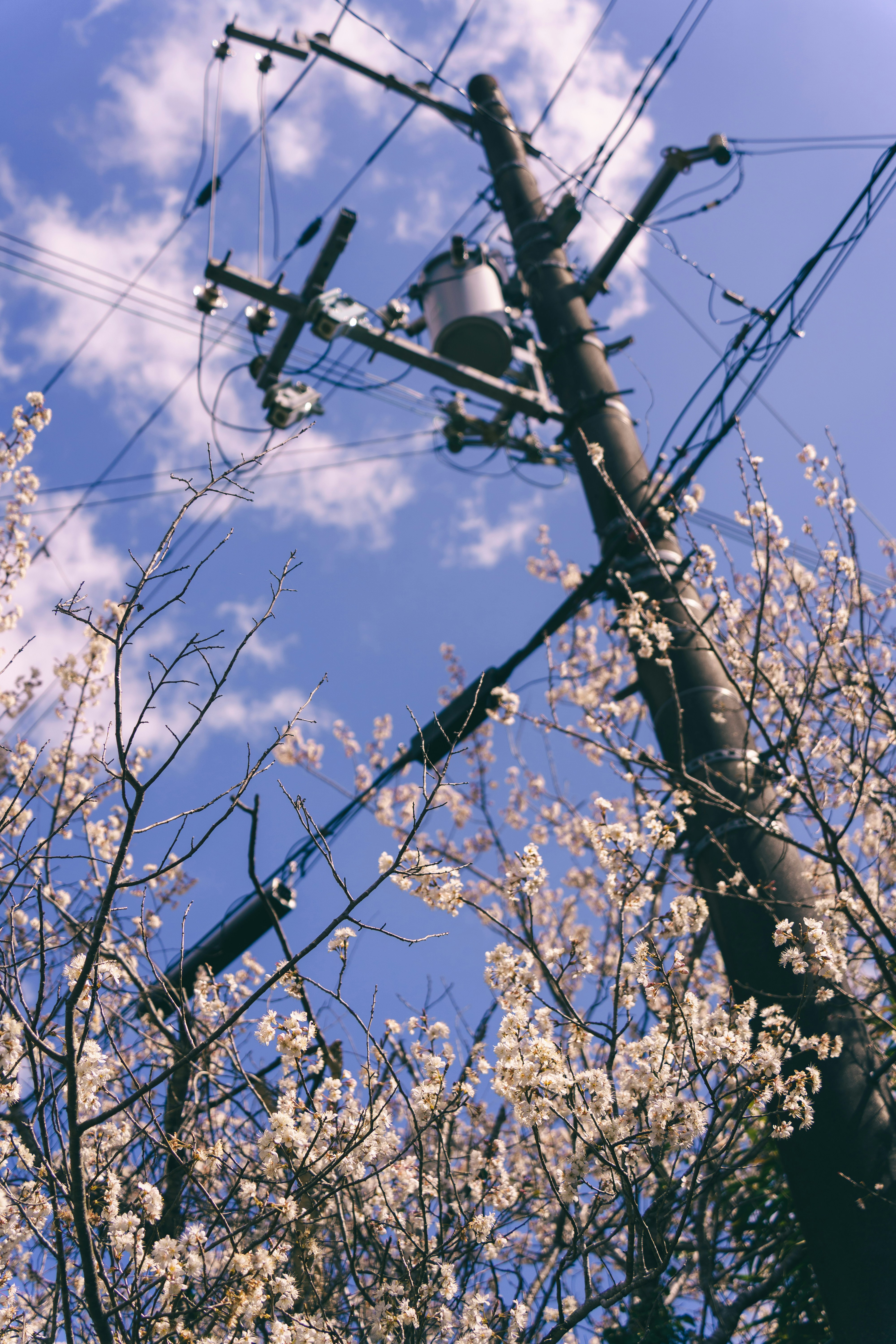 Spring Power Lines: Blossoms Against a Skyscraping Mast