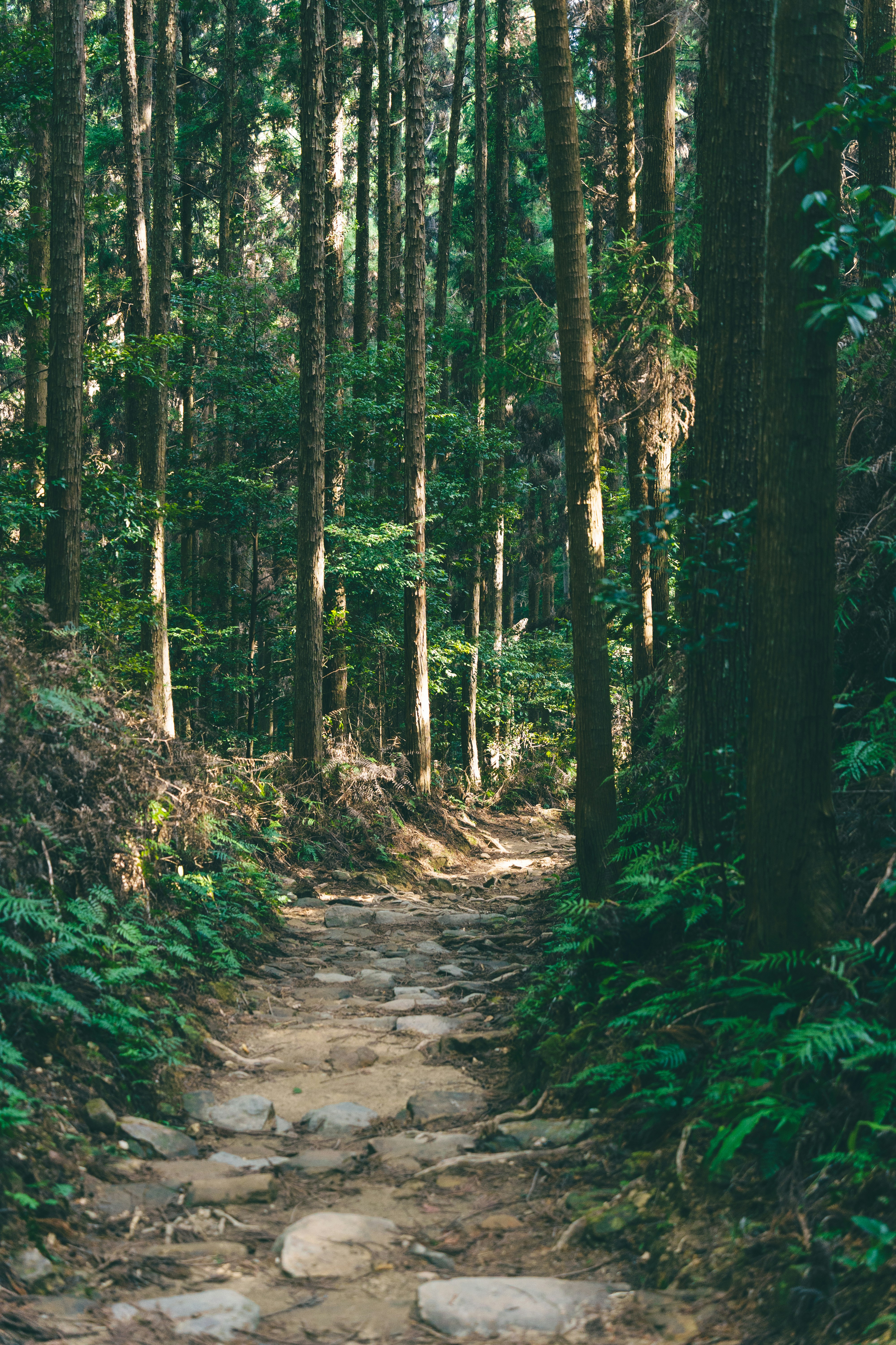Forest Trail Through Whispering Pines