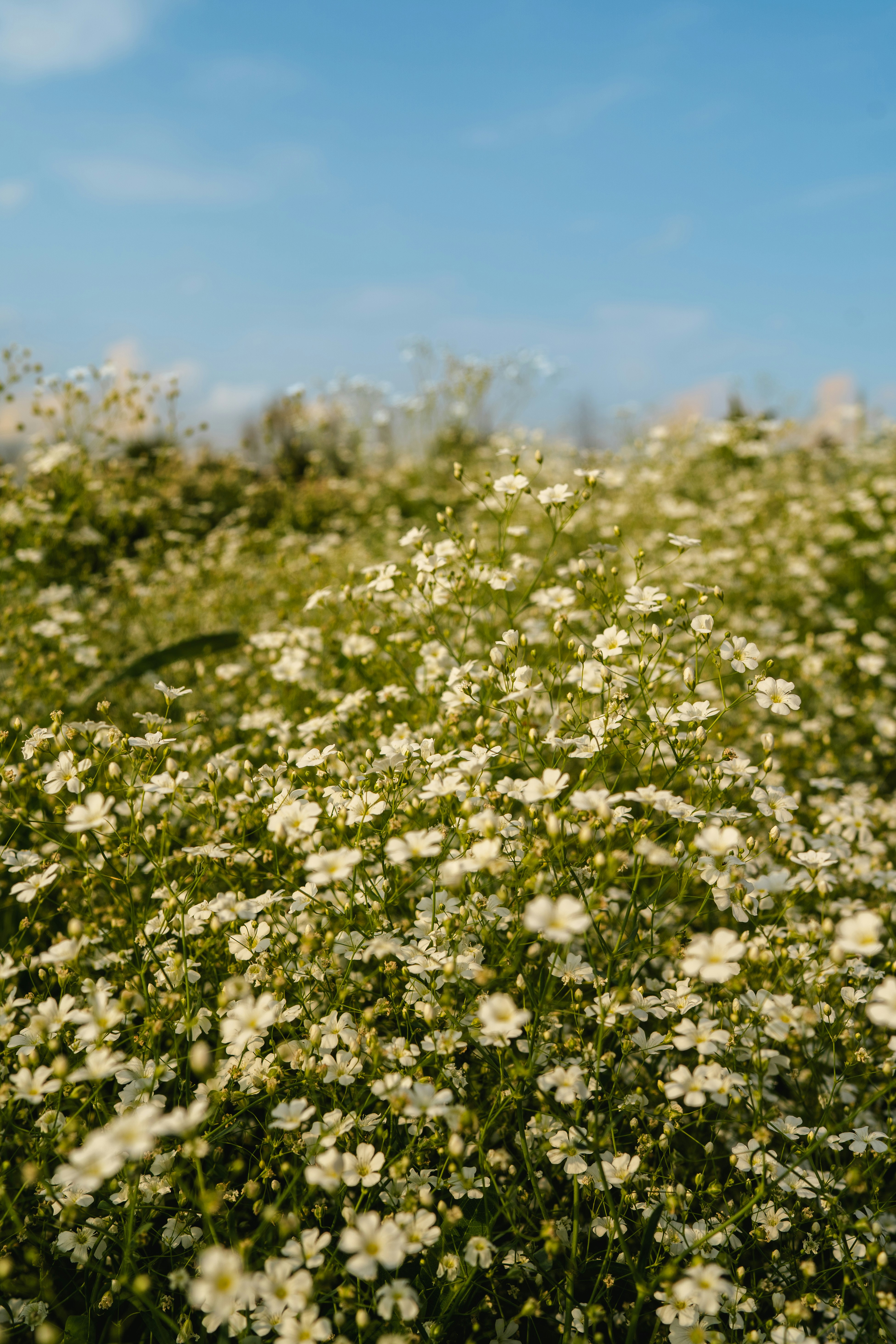 Field of Quiet White: A Sea of Small Blossoms under a Bright Sky