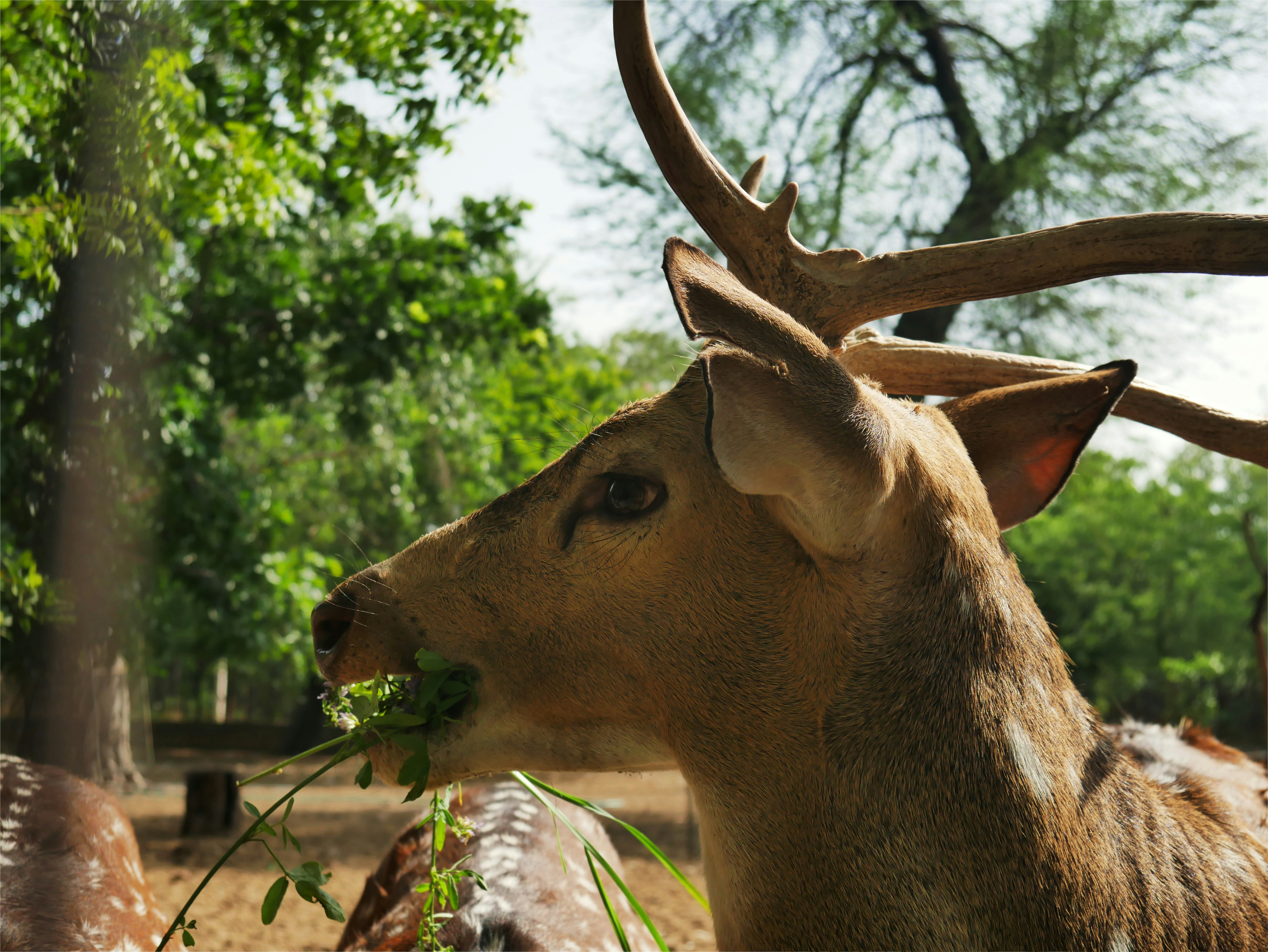 Heritage of the Meadow: A Deer in Quiet Dappled Light