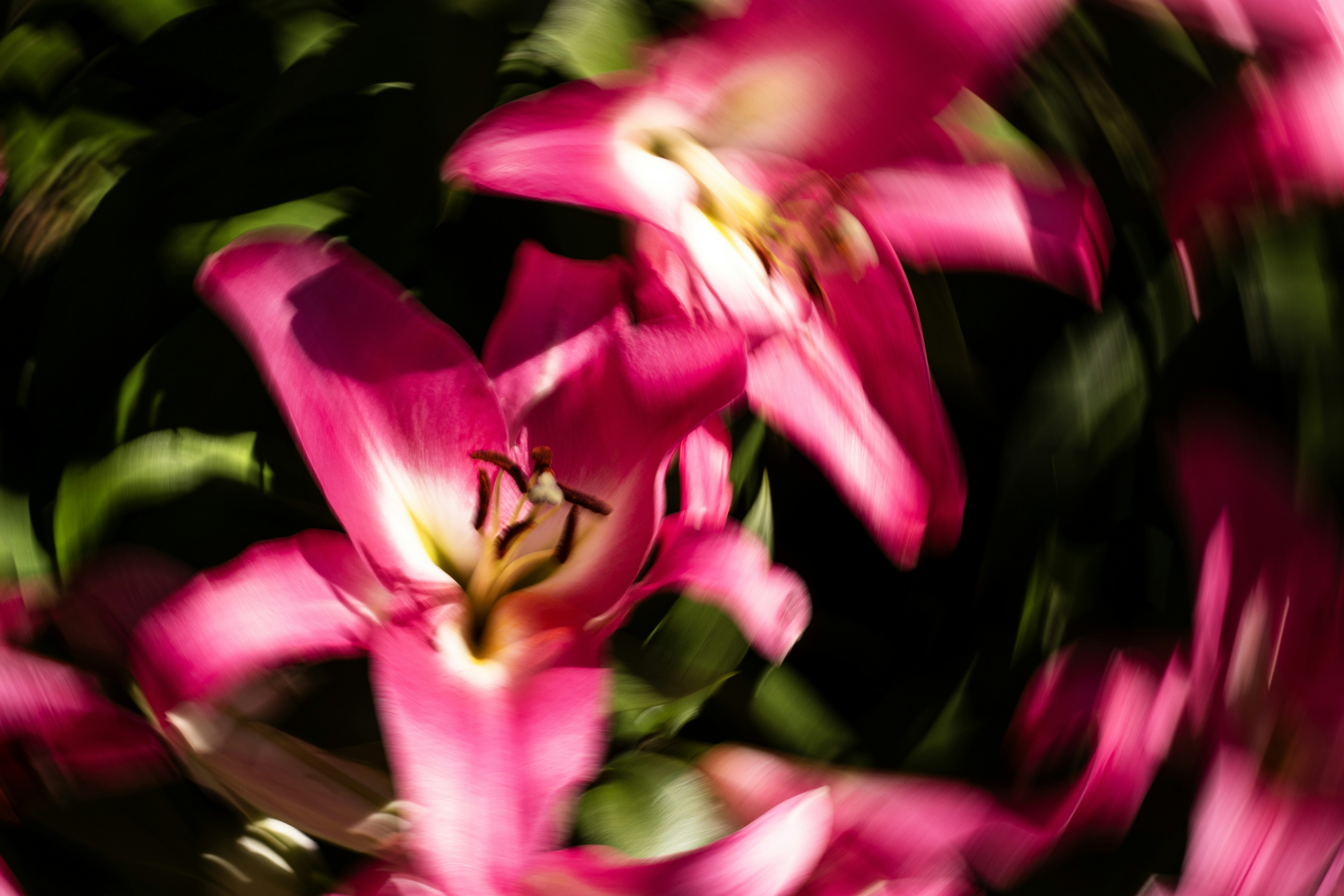 Blossoms in Motion: A Blur of Pink Petals