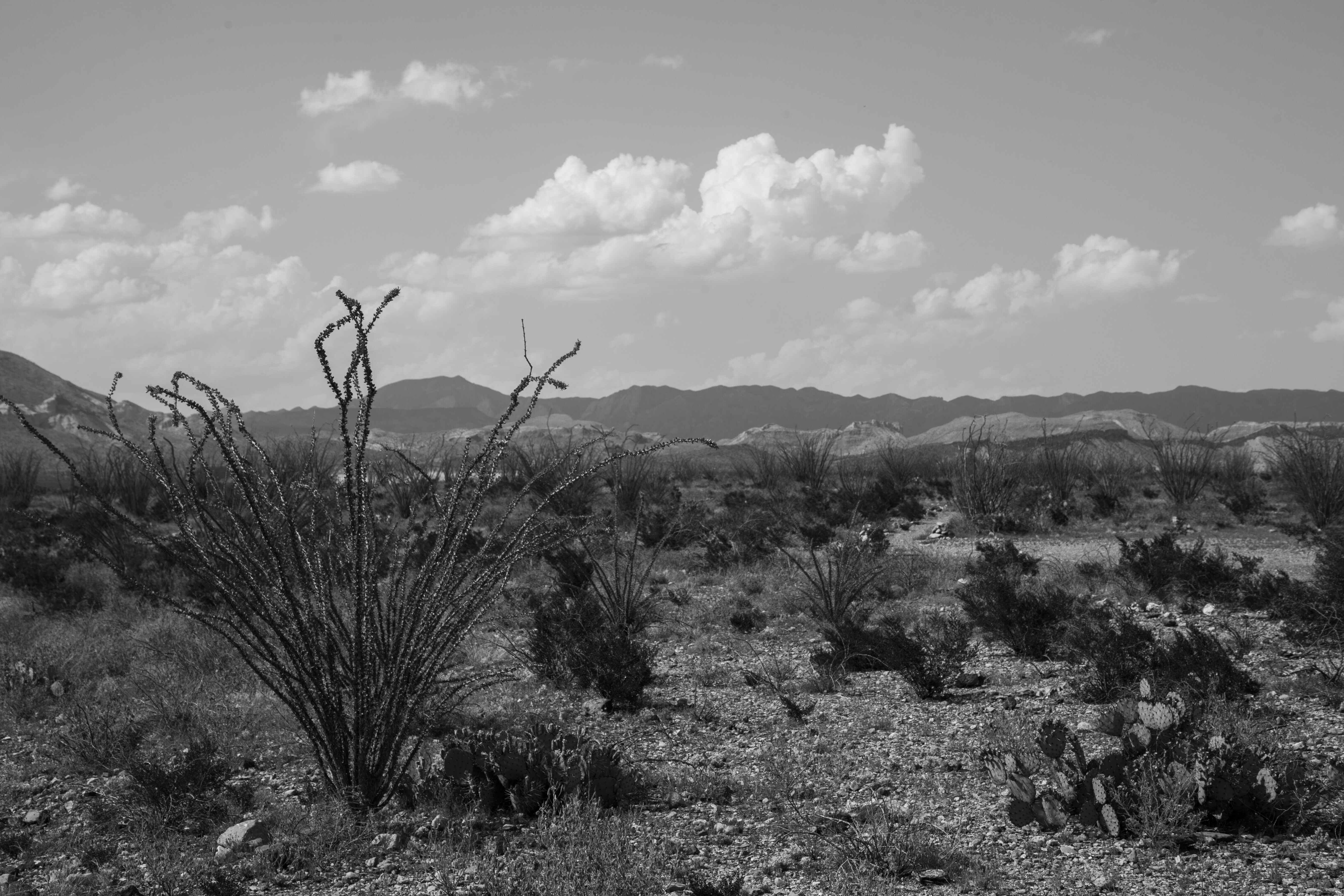 Desert Vegetation in Long Desert Light