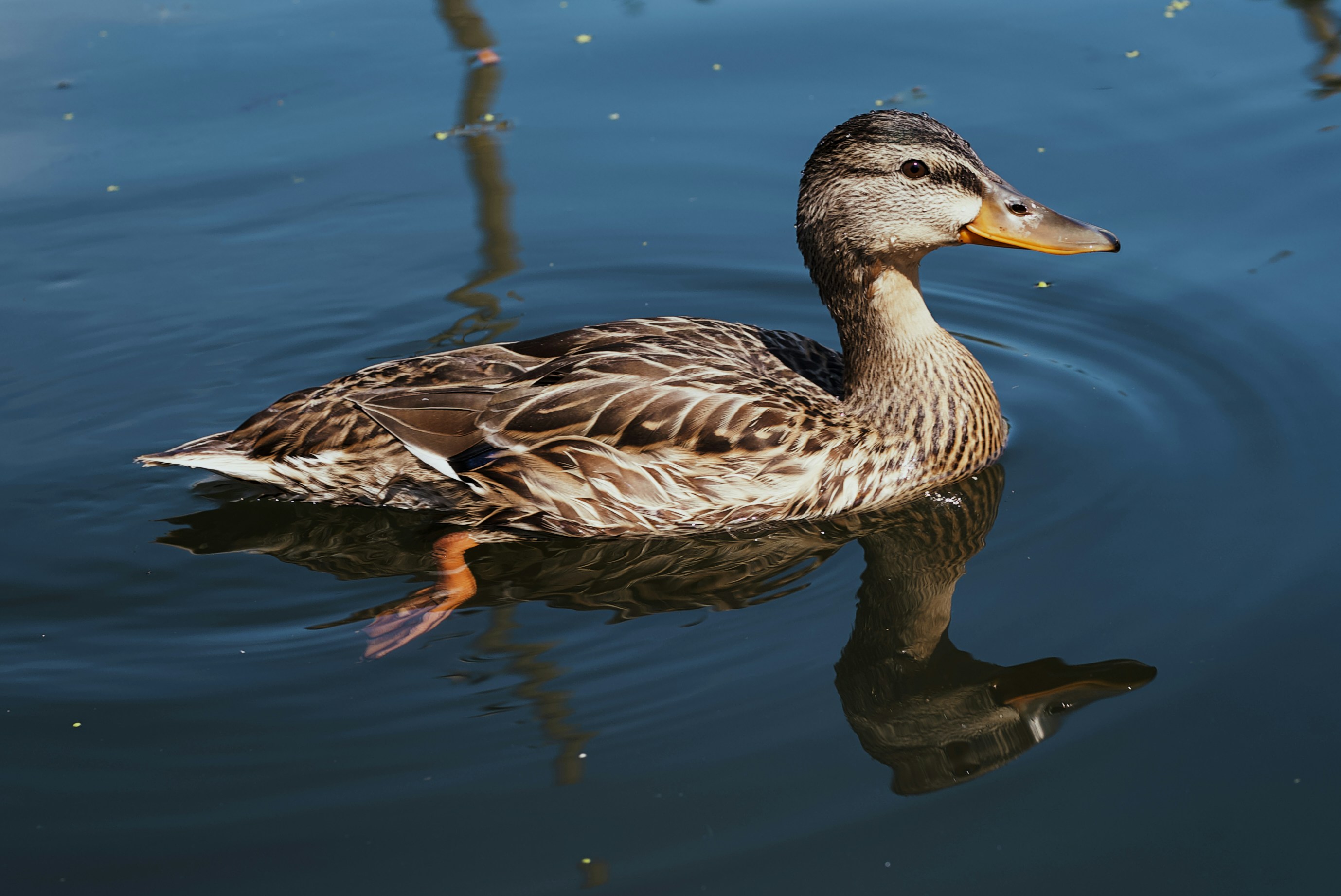Mallard in Calm Blue: A Quiet Glide