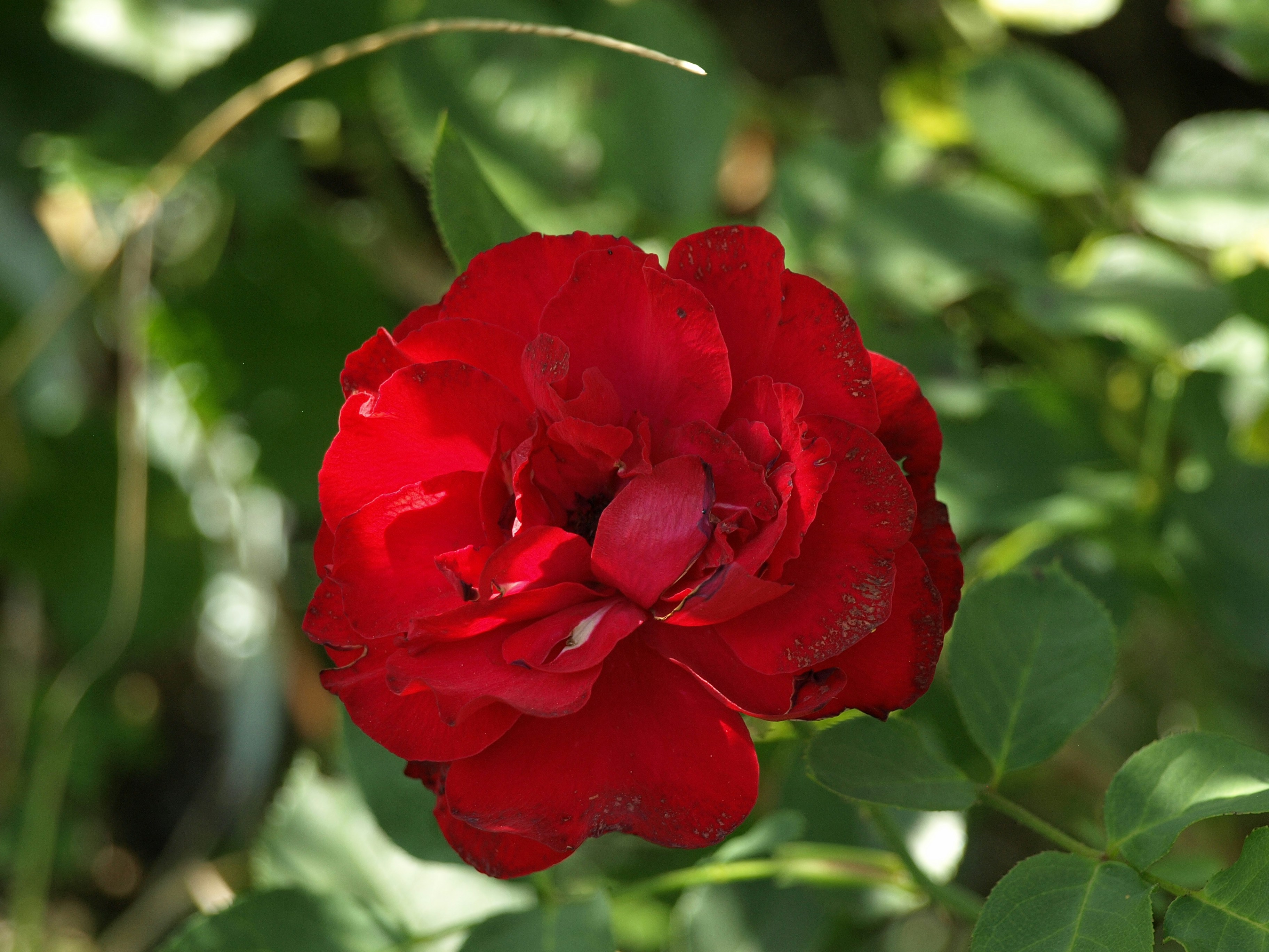 Crimson Bloom: A Close-Quarters Rose in Sunlit Greens
