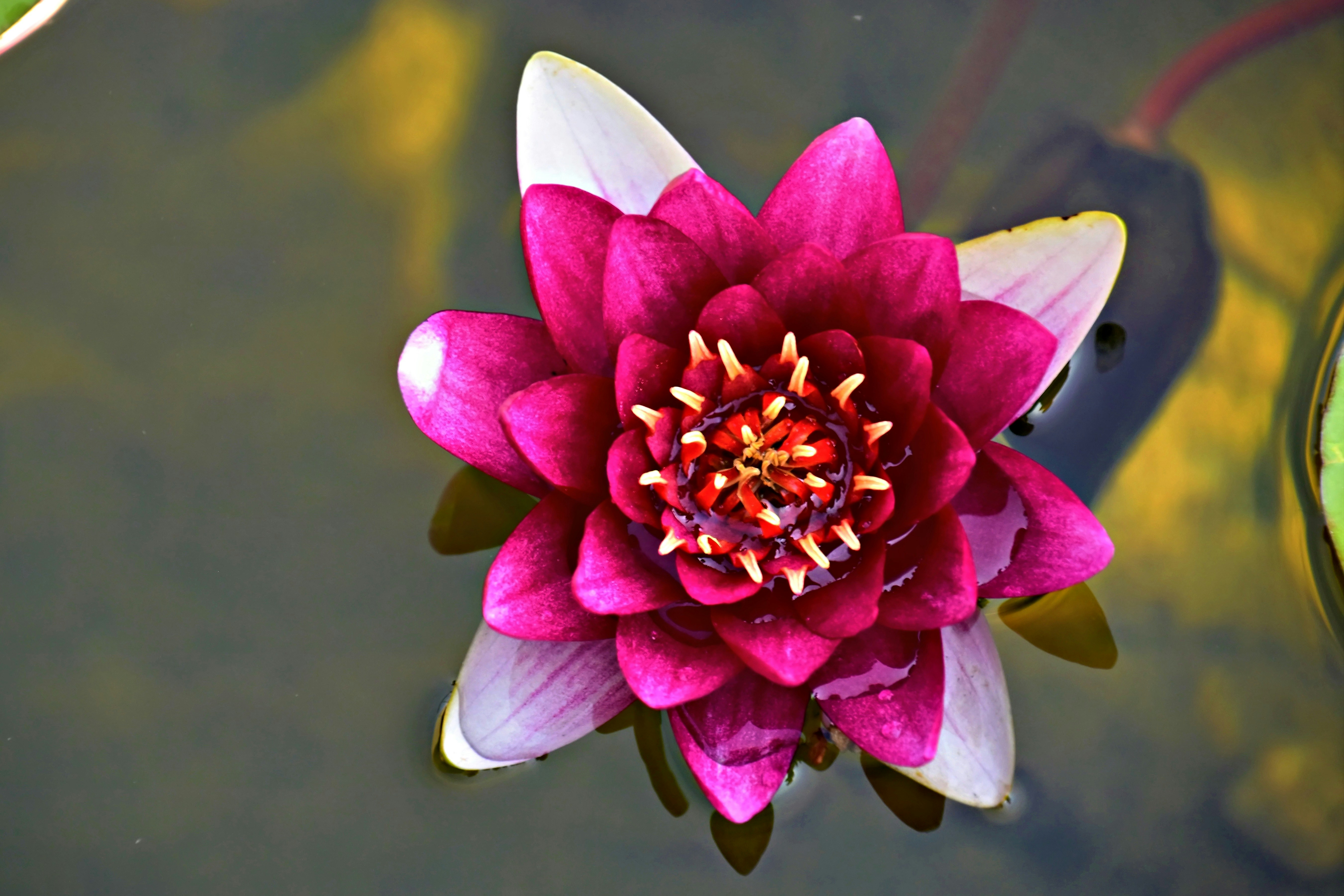 Pink Waterlily Centered: A Vivid Bloom Anchors a Calm, Reflected Pond