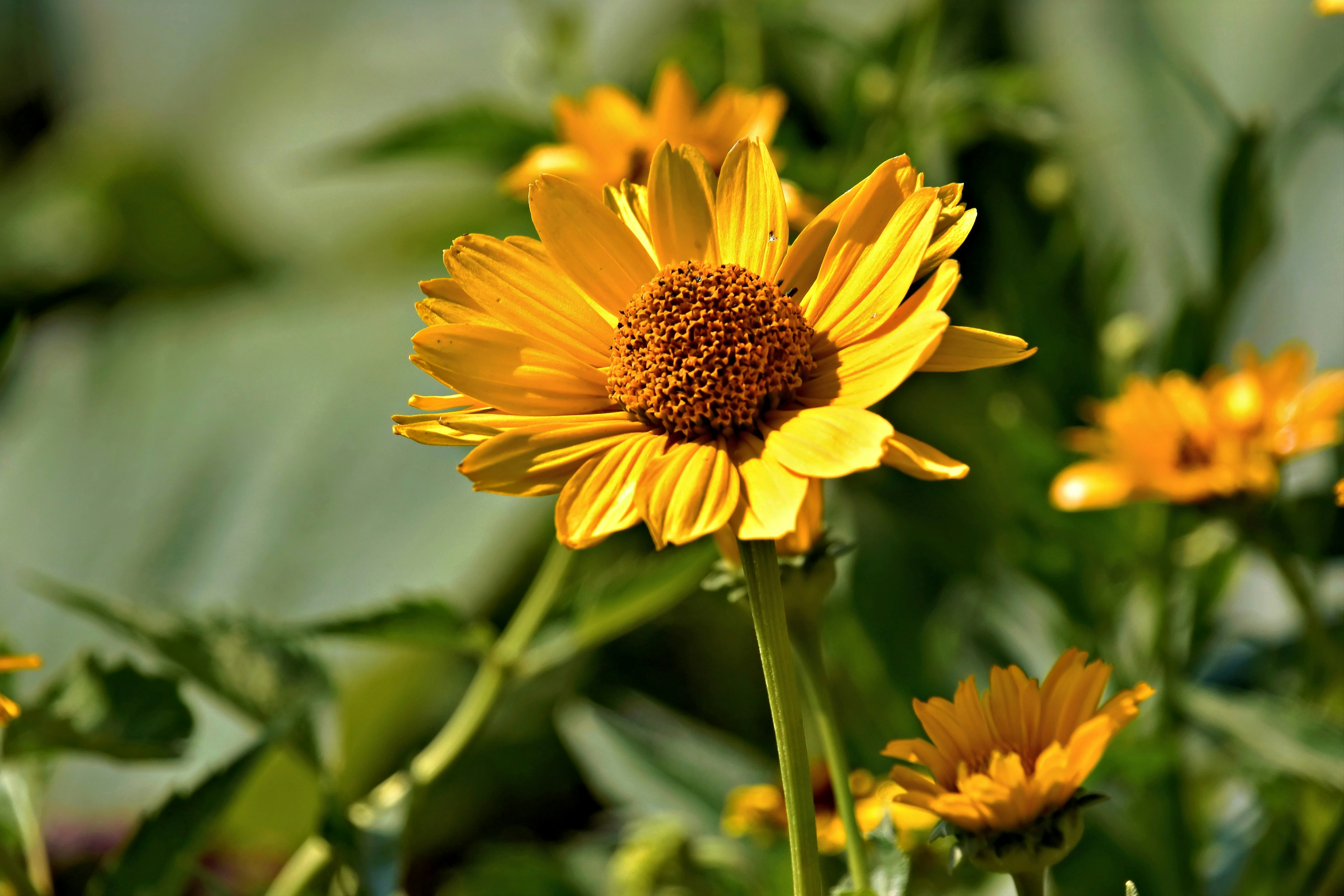 Sunlit Daisy Crown: A Close-Up of Golden Orange Flowers