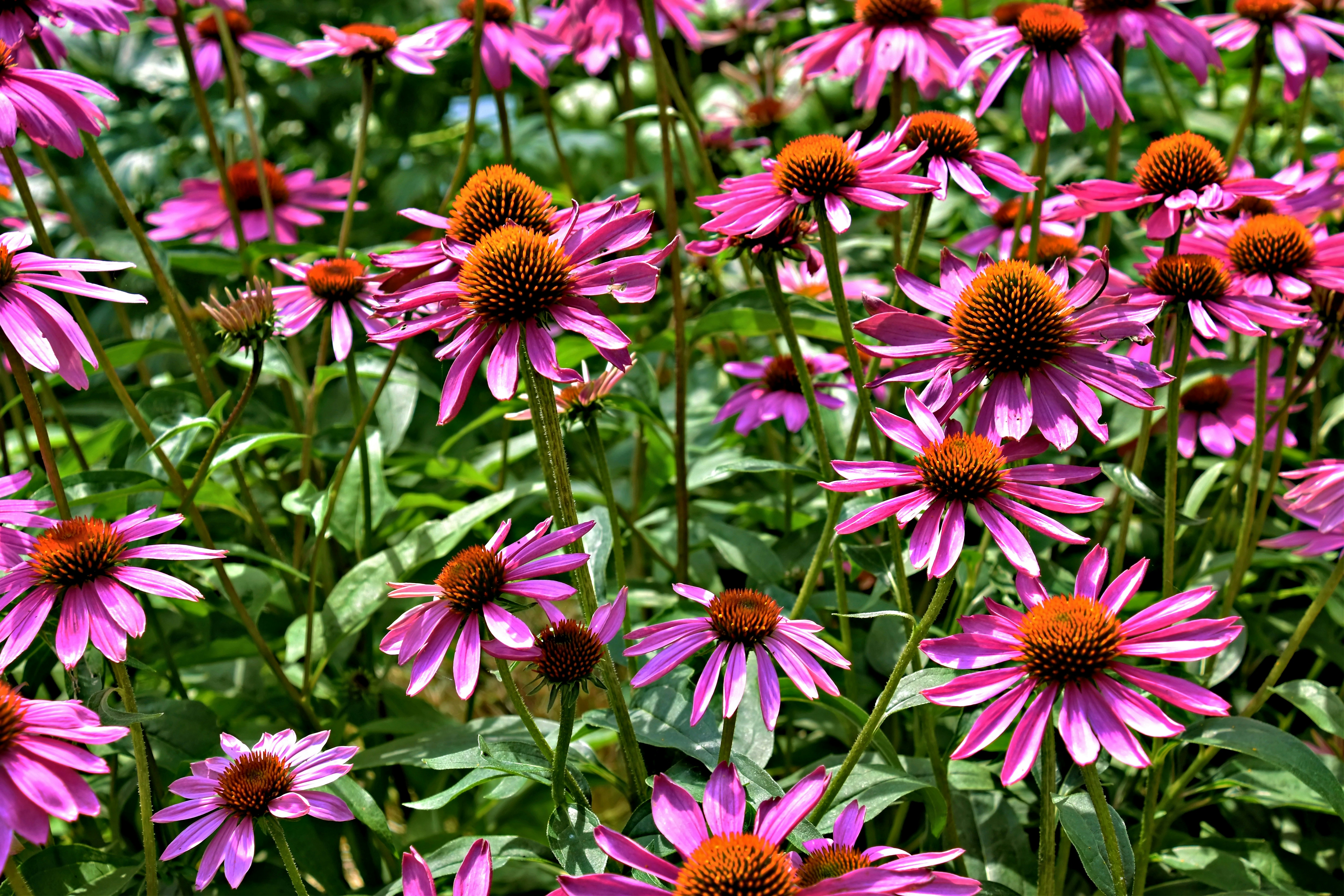 Pink Crown of Spring: A Field of Coneflowers in Bloom