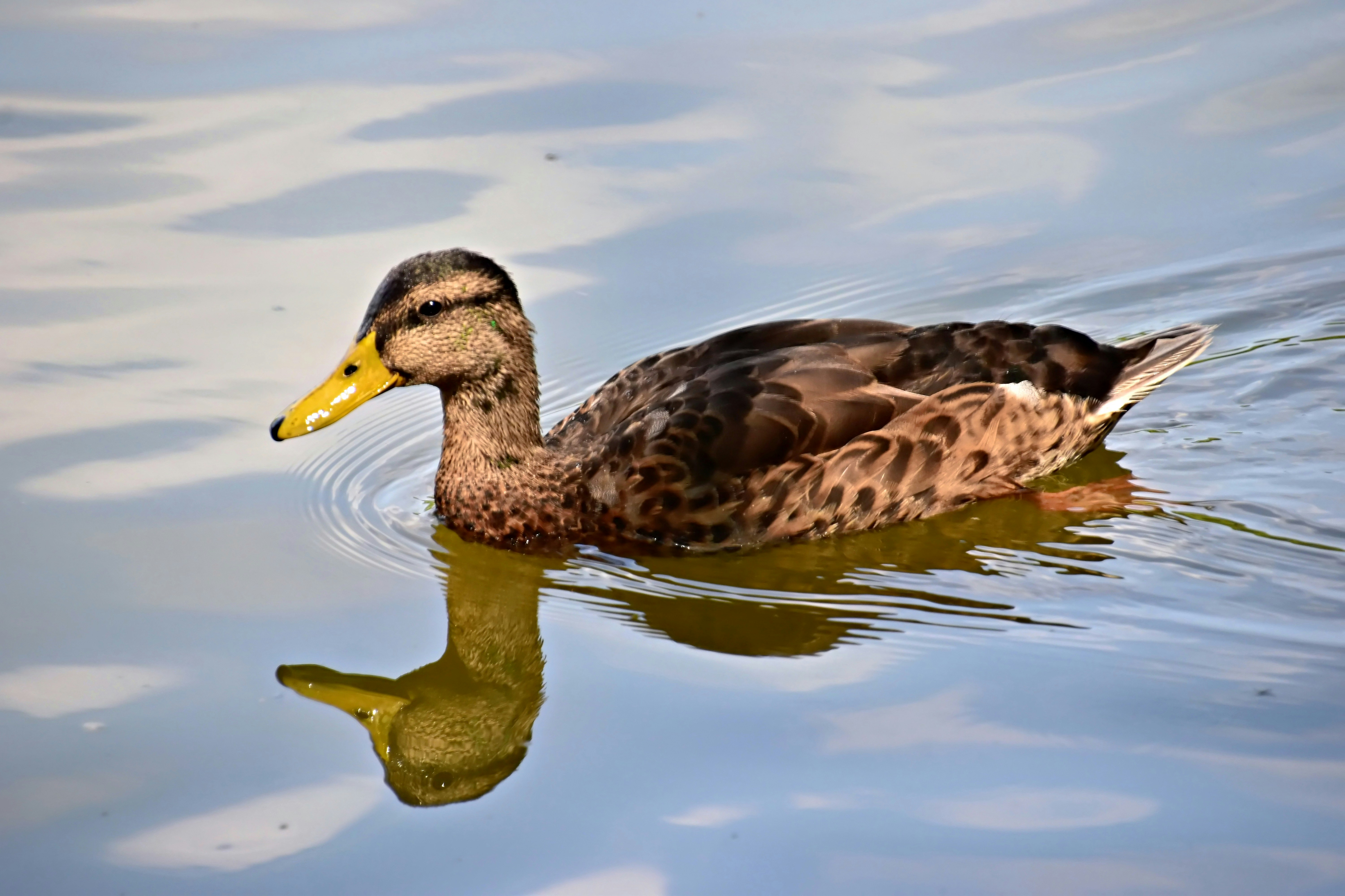 Single Mallard Glide: Focus on the Golden Bill and Rippling Reflection
