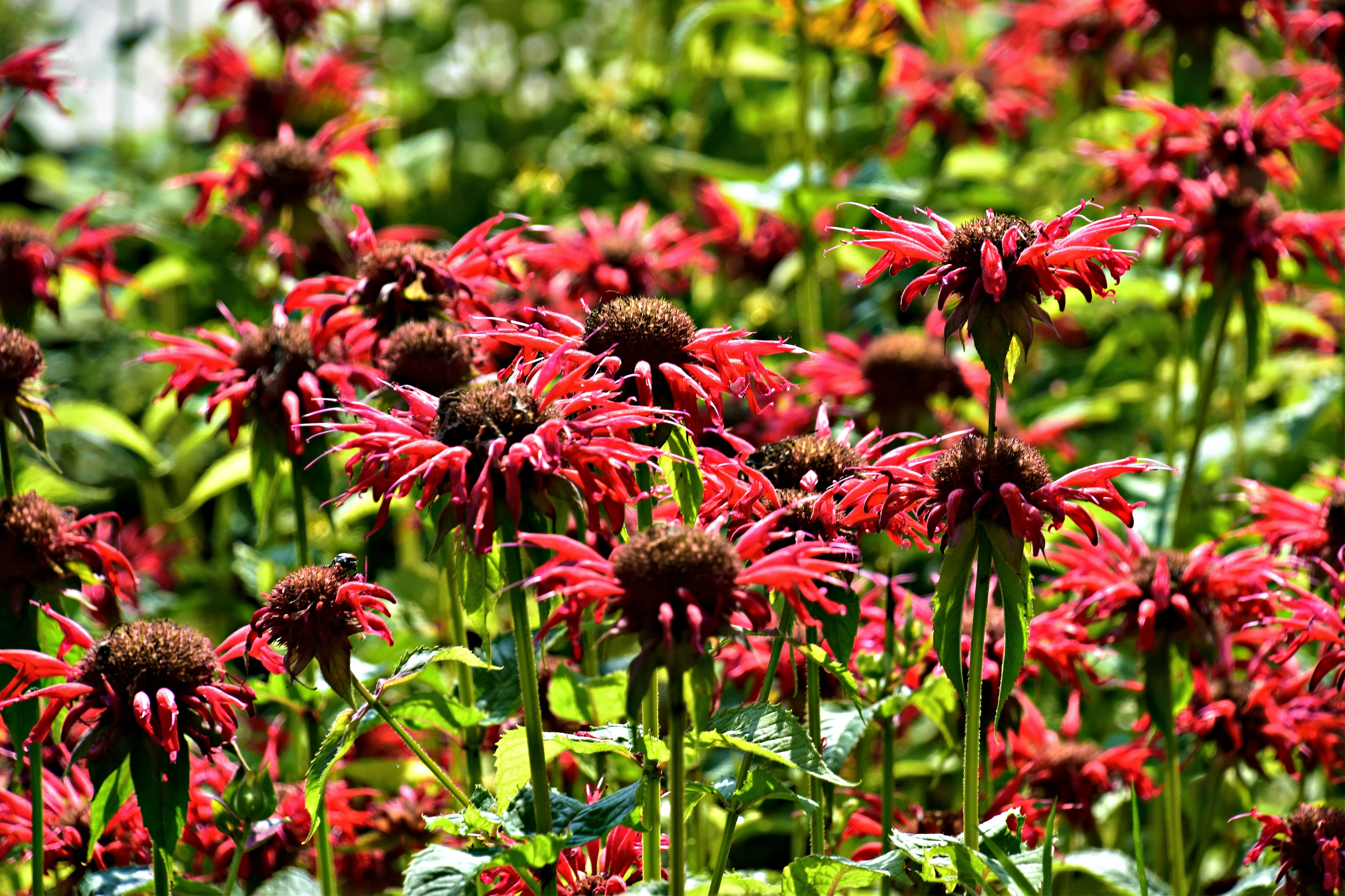 Crimson Coneflowers Reach Toward the Sun