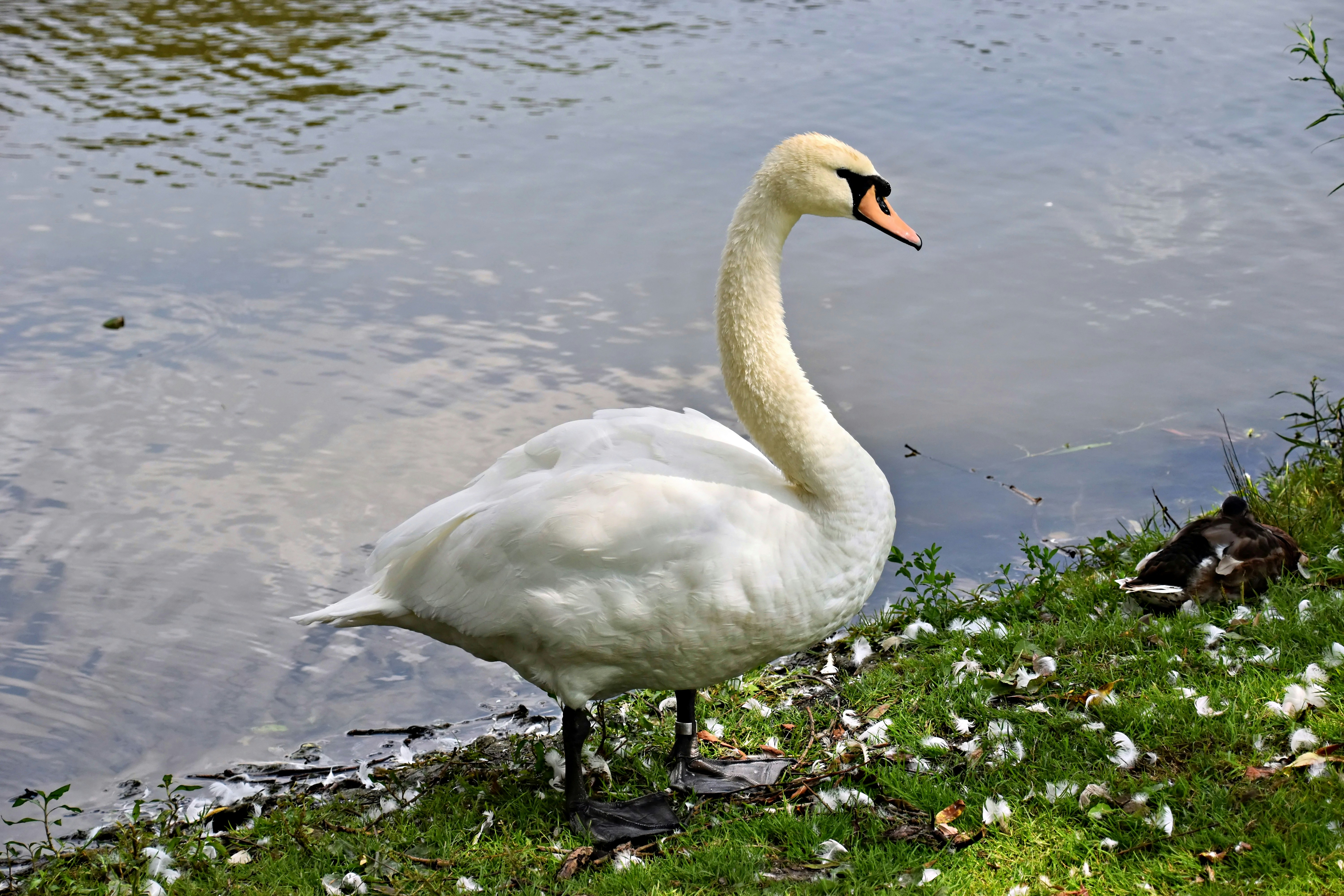 Graceful White Swan by the Lakefront