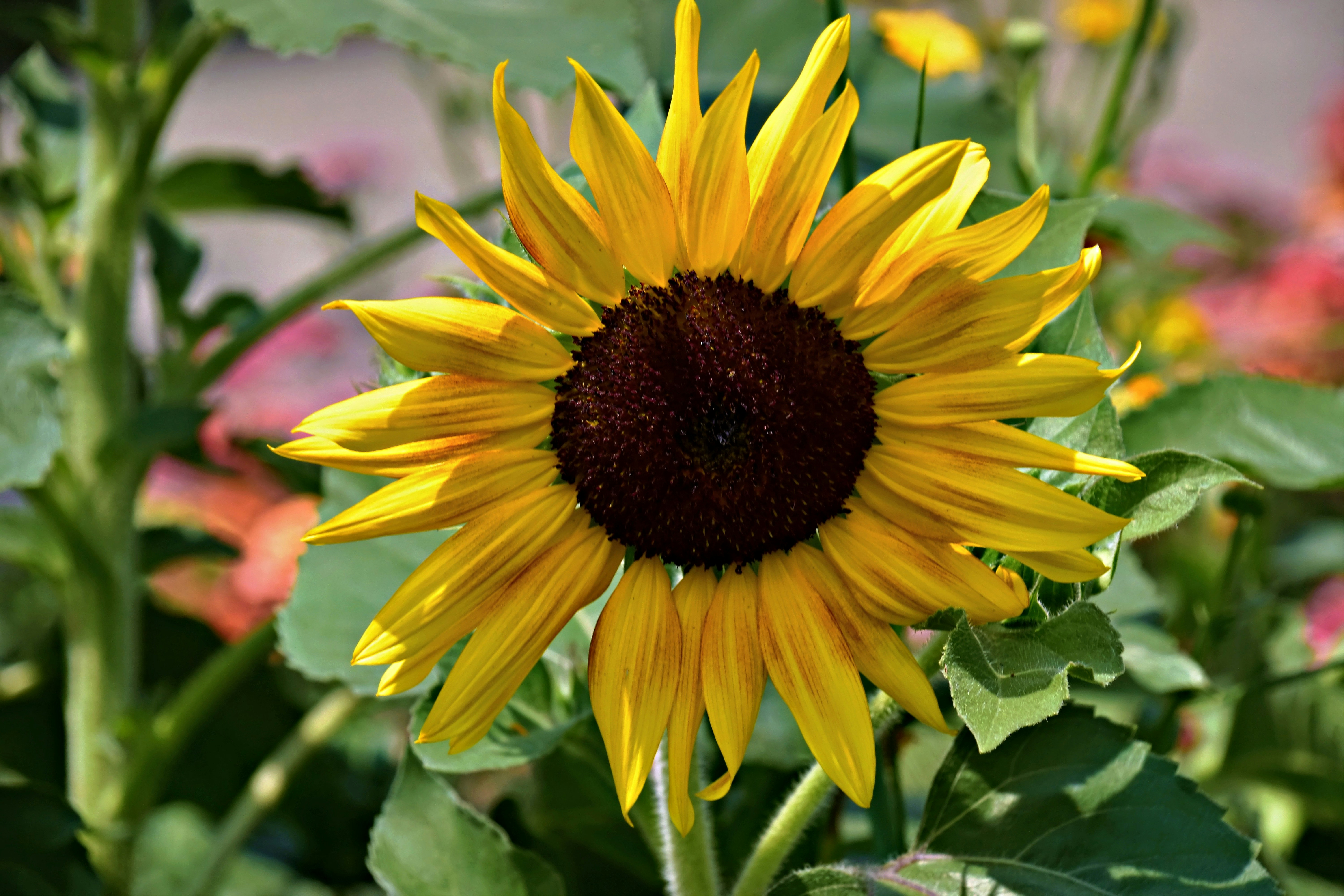 Sunlit Sunflower: Bold Bloom Centered in a Garden Spotlight
