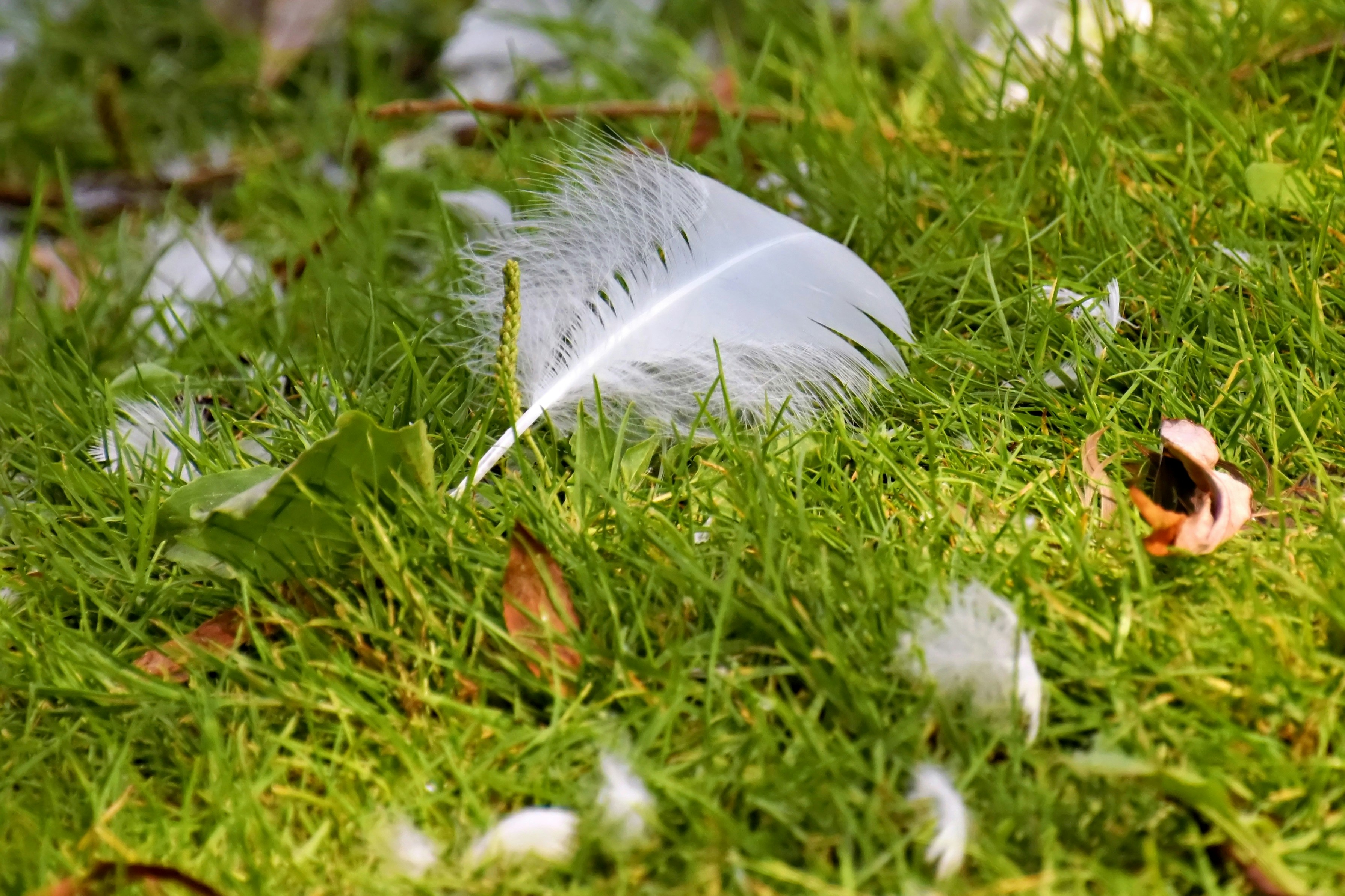 Whispering Feather in a Sunlit Greenscape