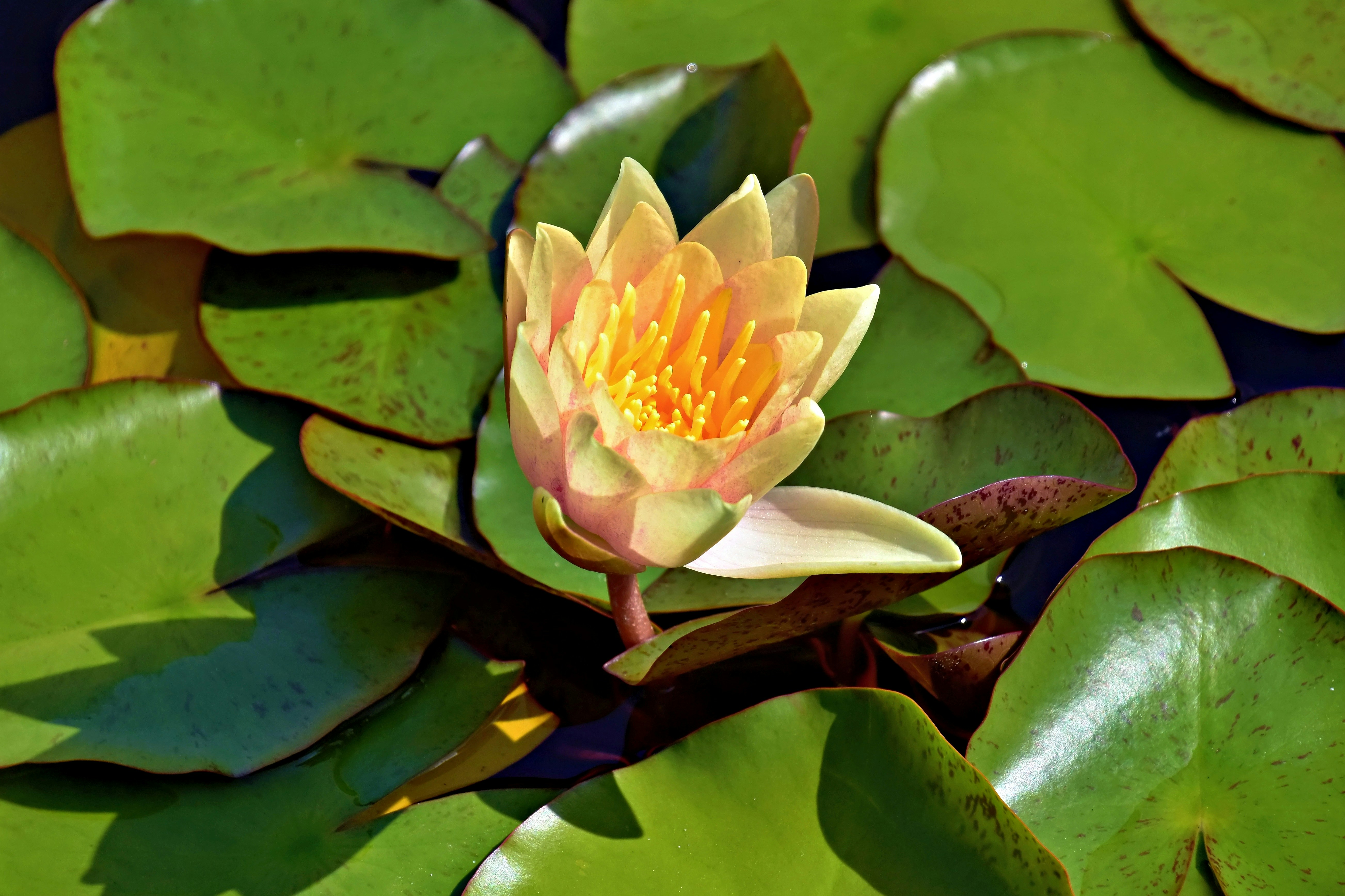 Bloom Among the Pond’s Green Lacquers