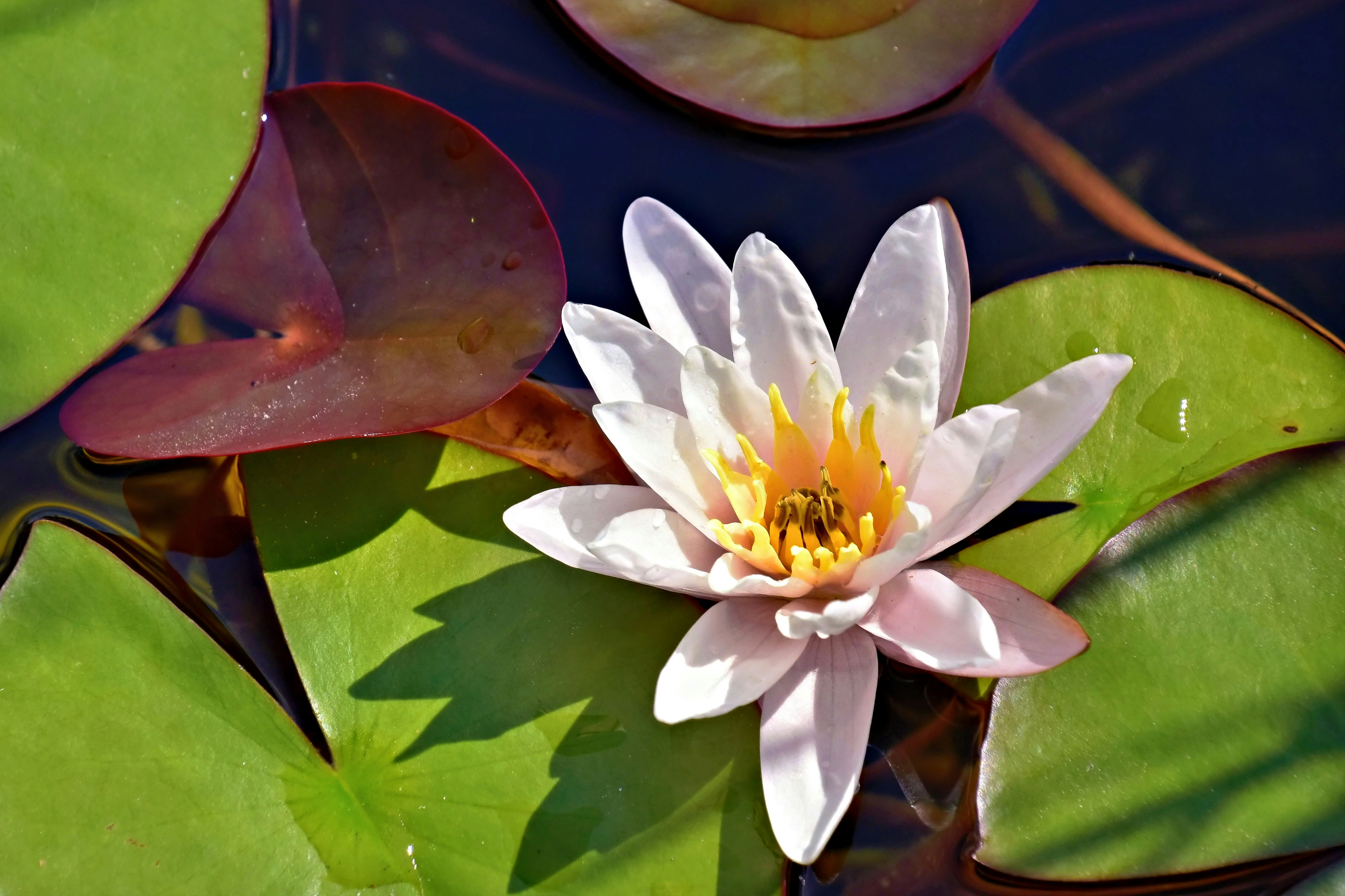 White Water Lily Bloom Surrounded by Green Pads