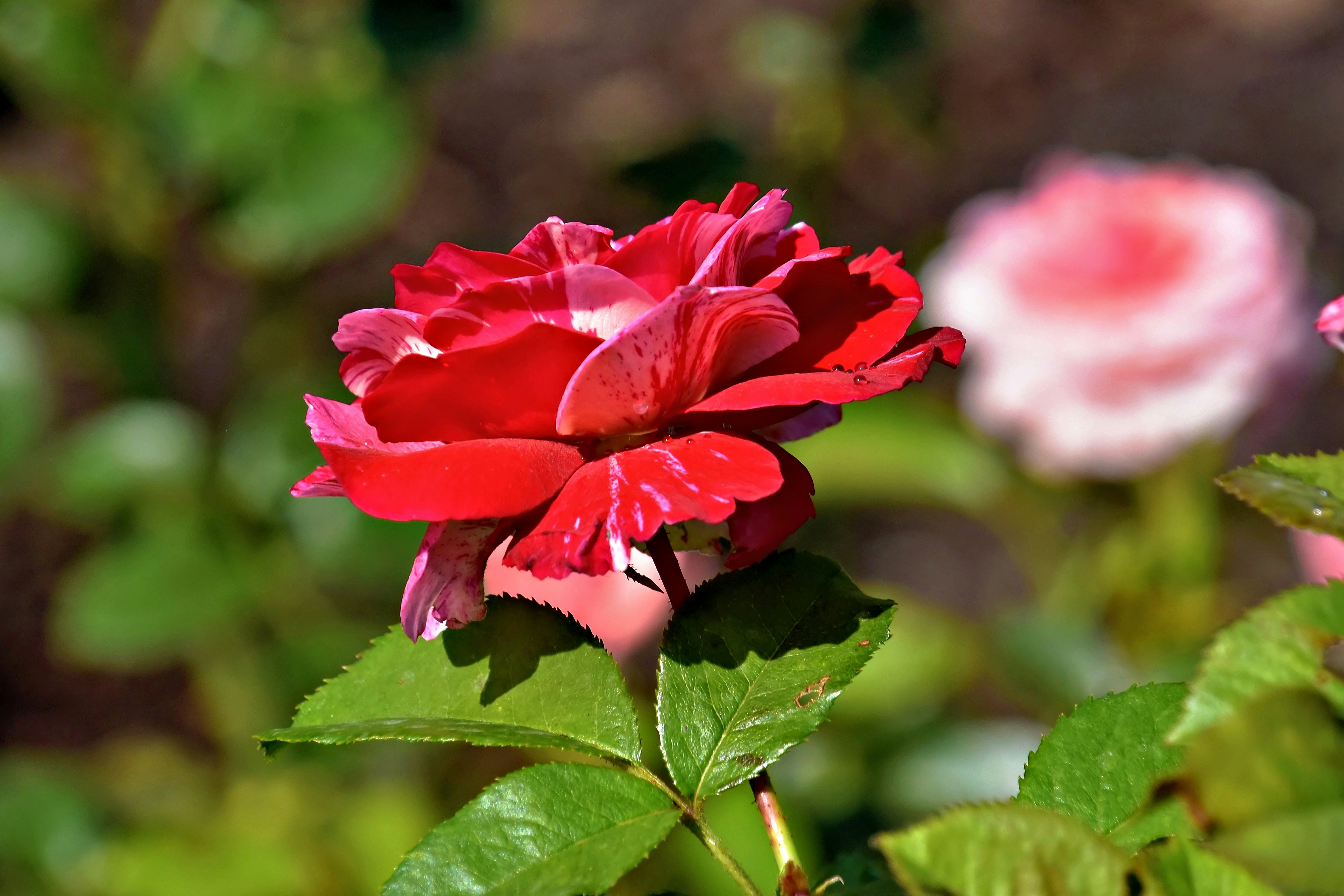 Close-Up Rose in a Sunlit Garden