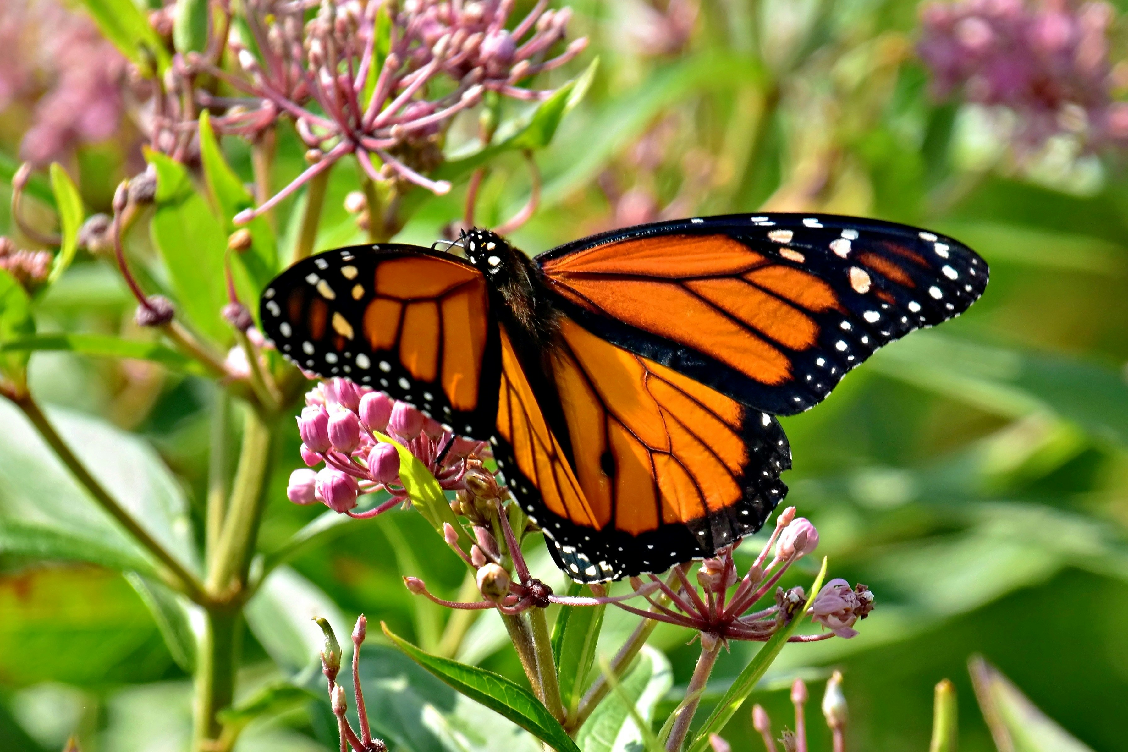 Monarch in Bloom: a vivid butterfly perched on pink blossoms