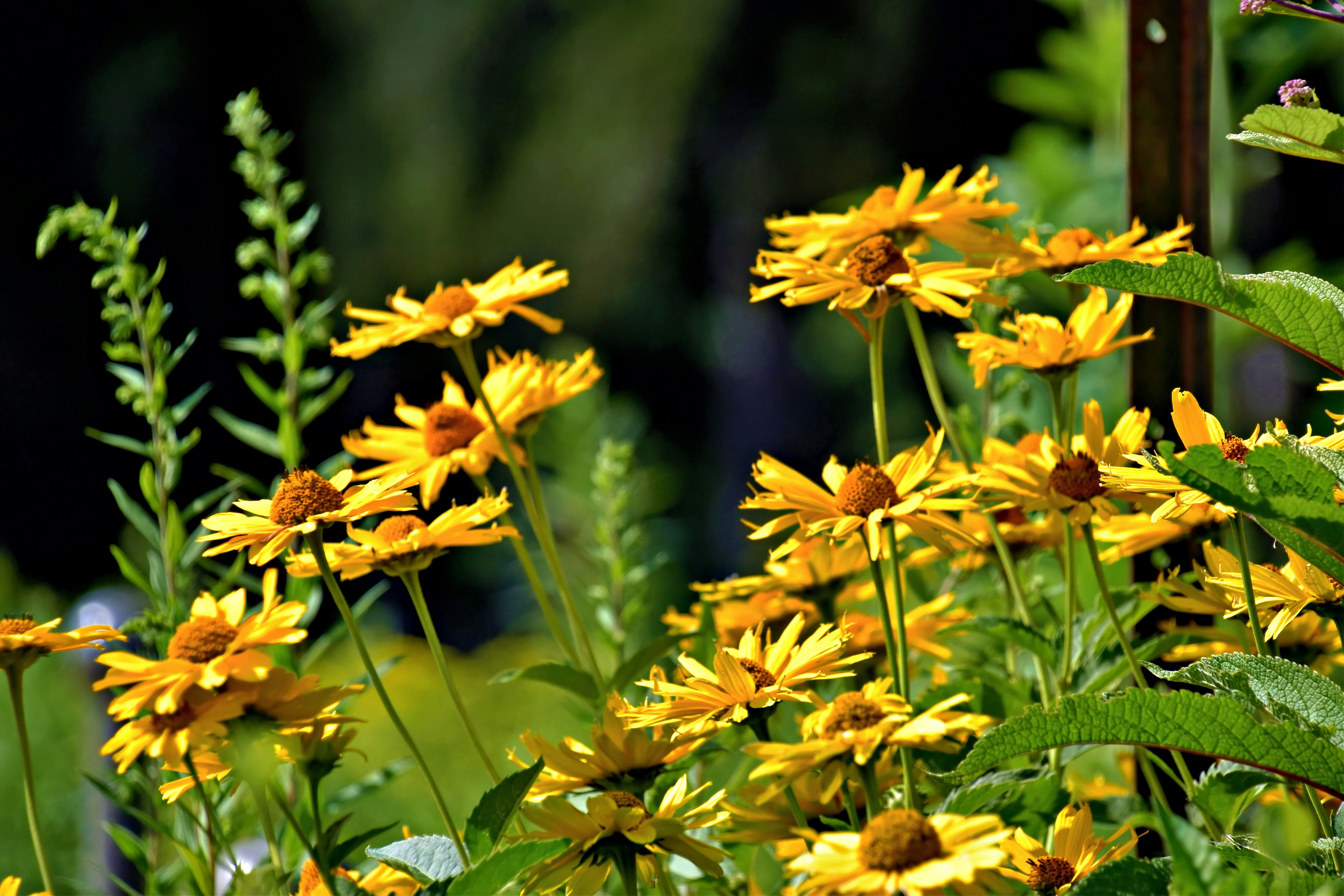 Sunlit Meadow Diasies: A Field of Charge and Glassy Yellow Faces