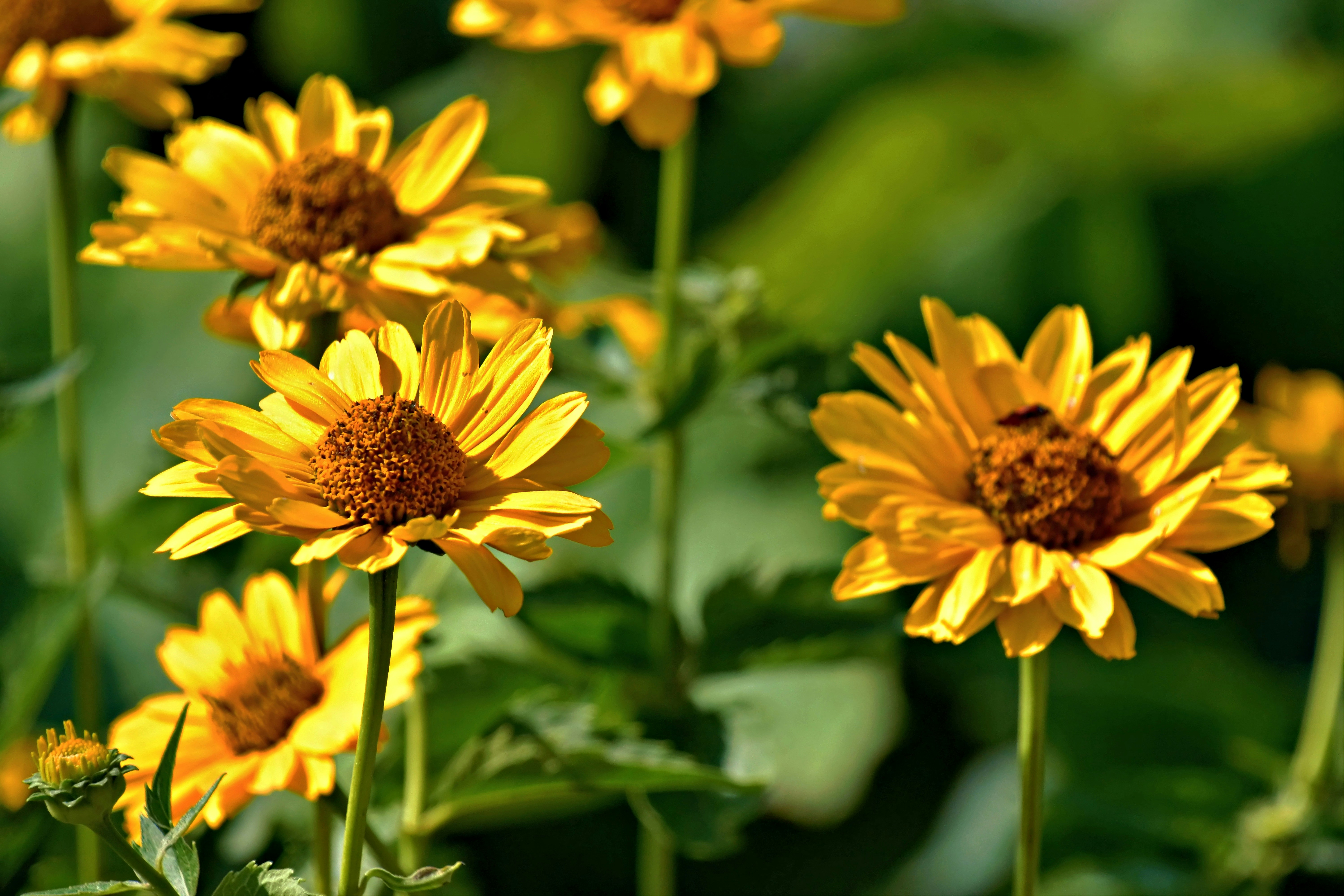 Vibrant yellow sunflowers bloom in a sunlit garden, their petals forming a lively cluster against a blurred green backdrop.