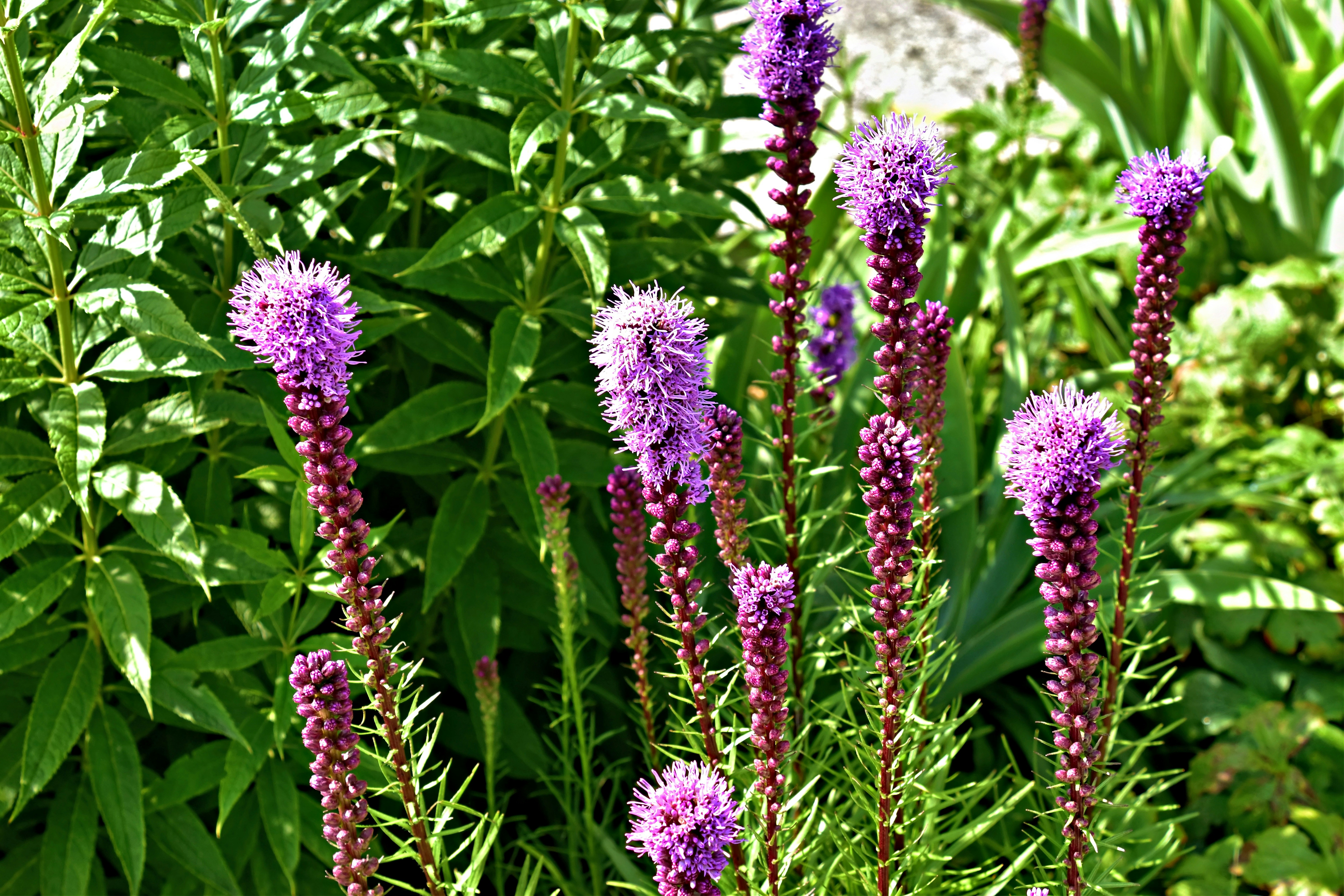 Purple Spike Garden: A Cluster of Lavender-like Blooms Reaching Toward Sun