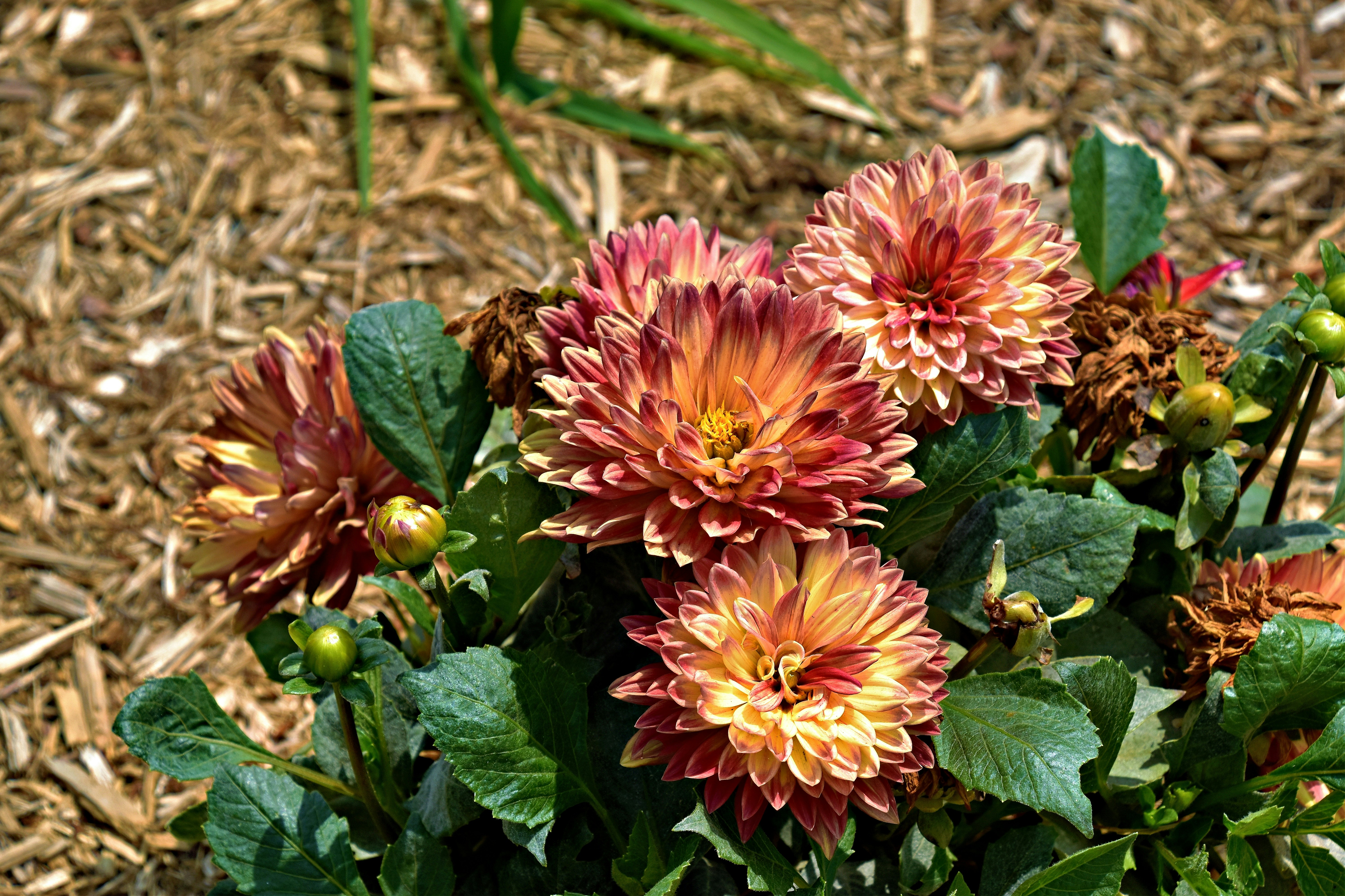 Sunlit Dahlias: Warm Centerpieces of the Garden Bed