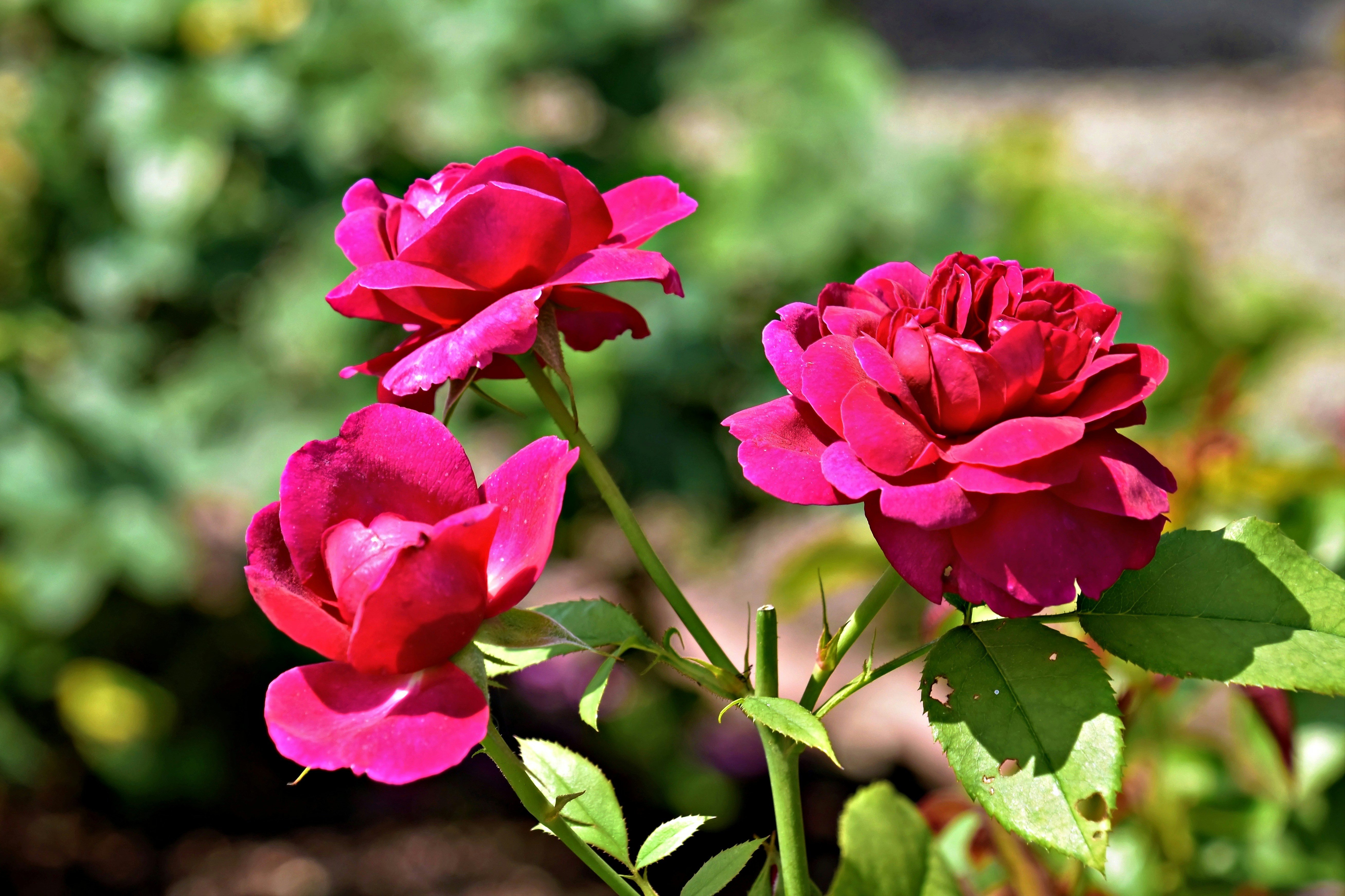 Petals in Focus: a Cluster of Pink Roses in Sunlit Garden