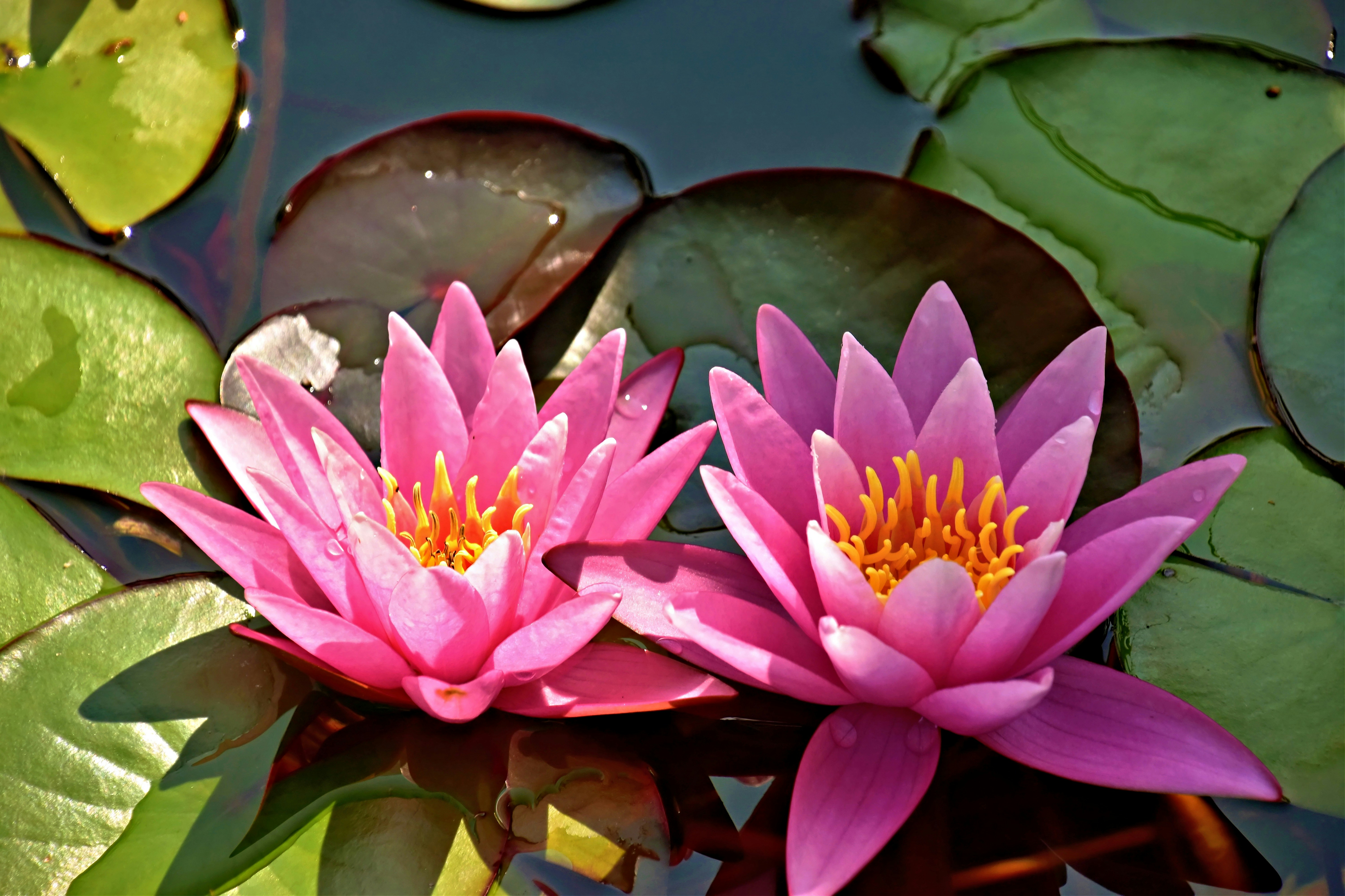Twin Pink Water Lilies Anchored by Golden Anthers