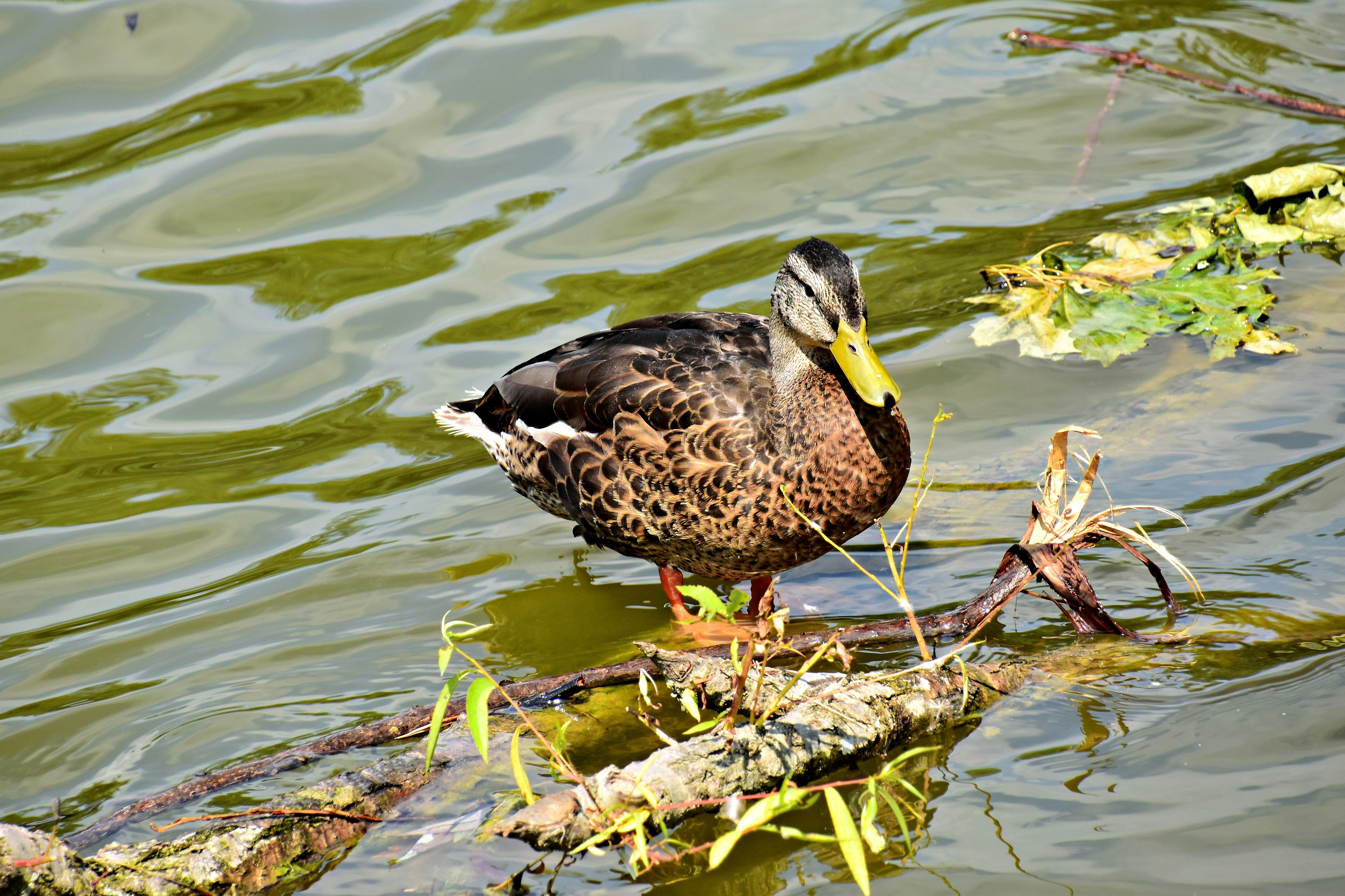 Dappled Waterfowl on a Log: A Checkered Duck in Morning Light