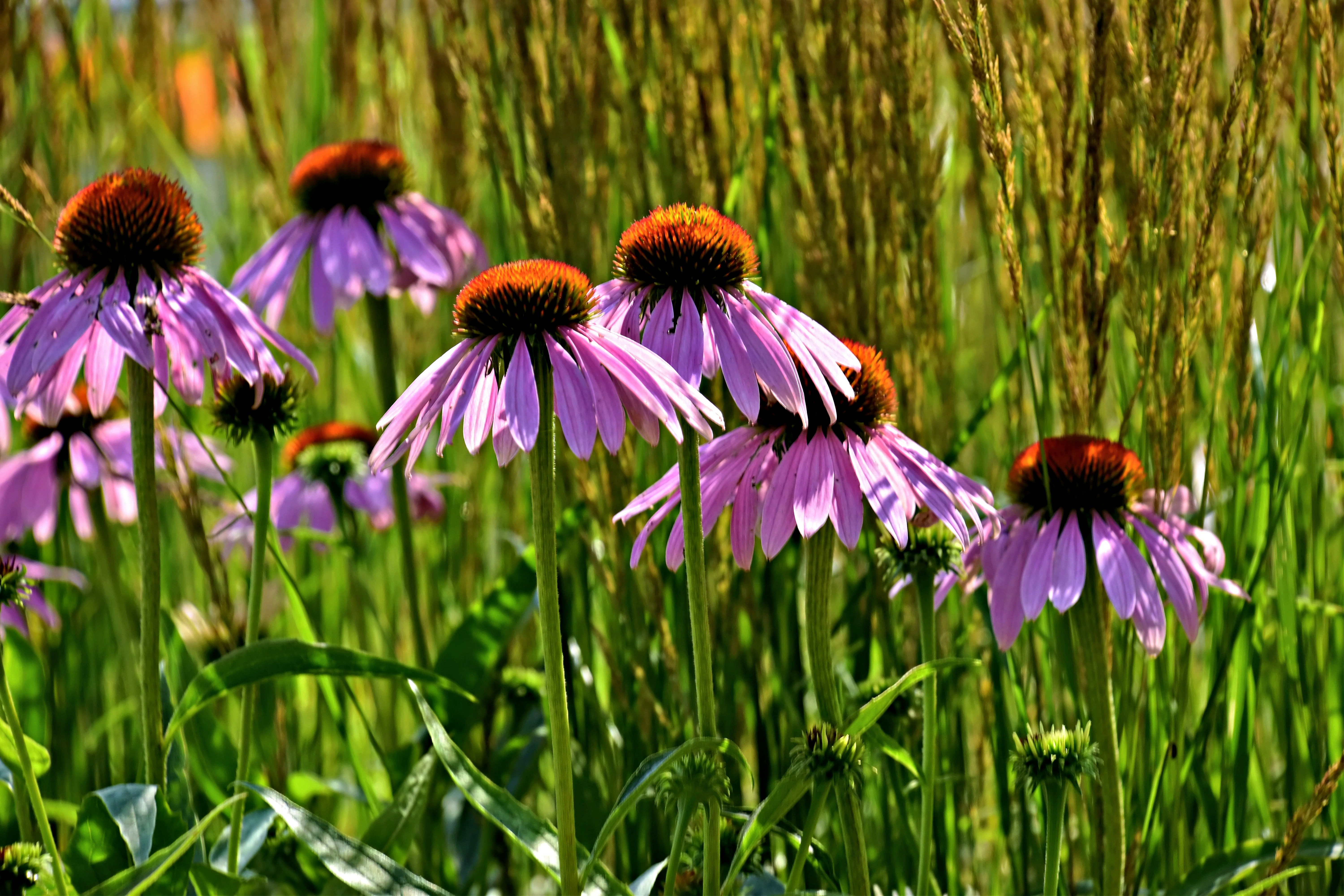 Lavender Field Bloom: Coneflowers Reaching for Summer Light
