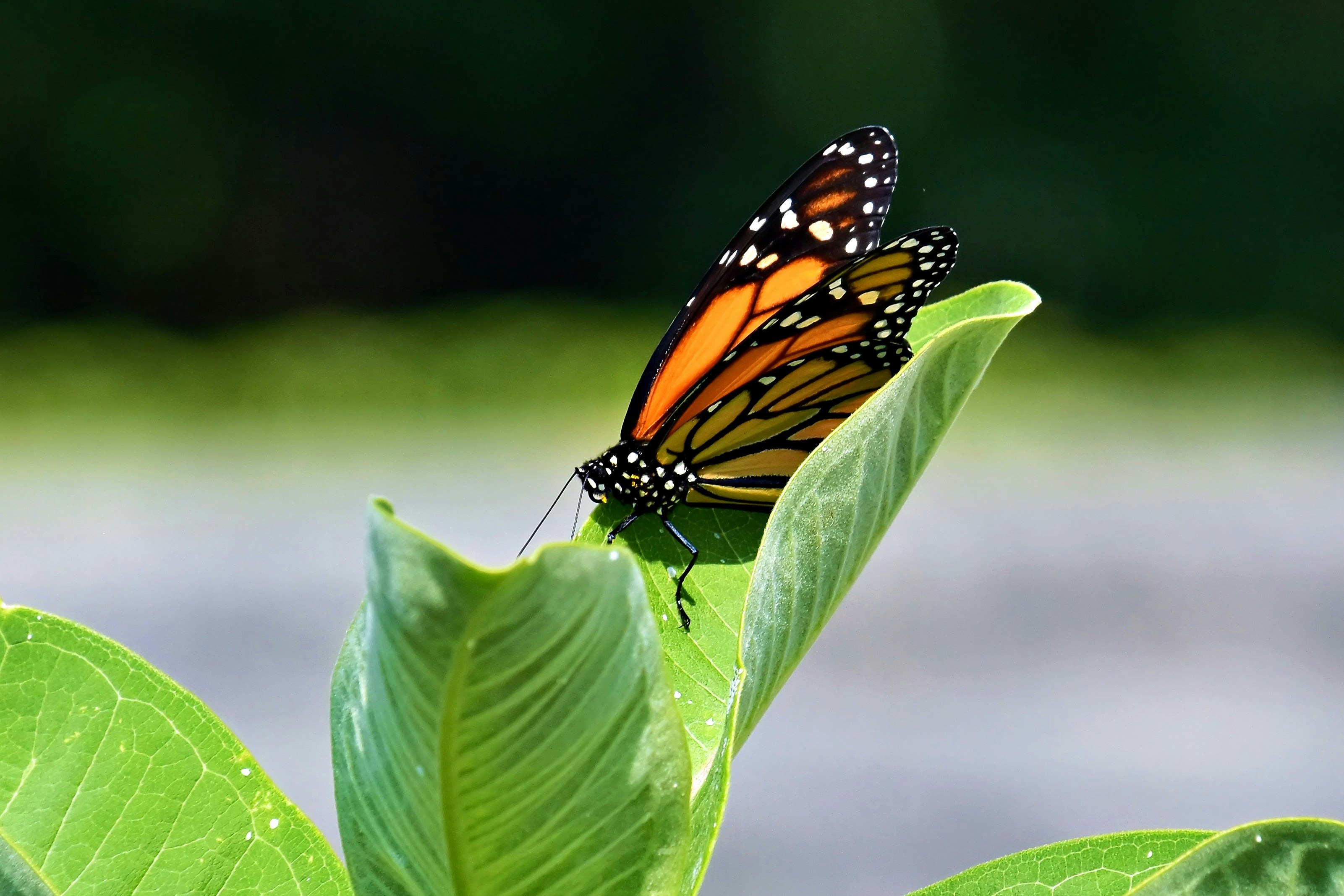 Monarch on a Green Leaf: A Moment of Delicate Balance