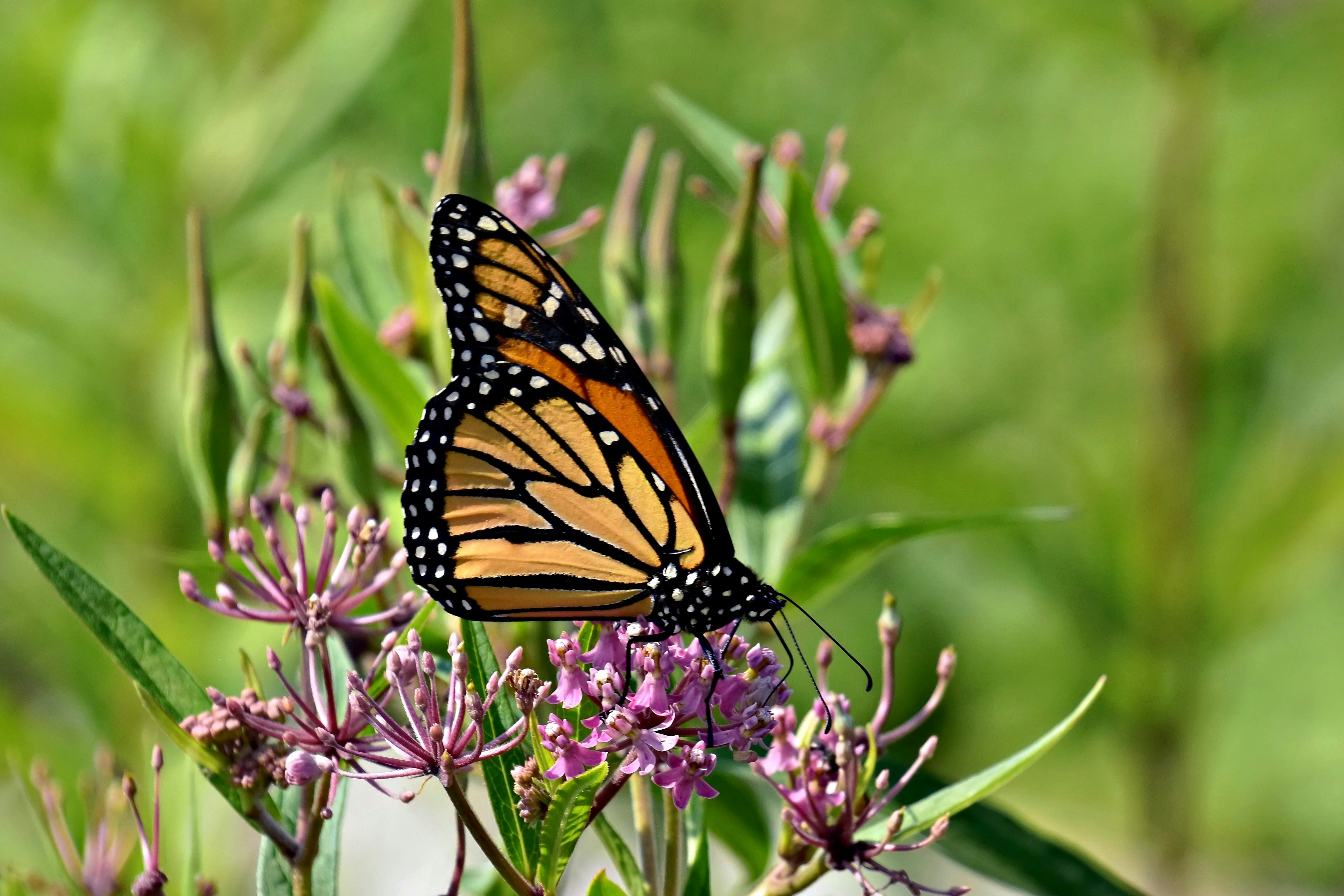 Monarch on Coral Buds: A Delicate Pause in Spring