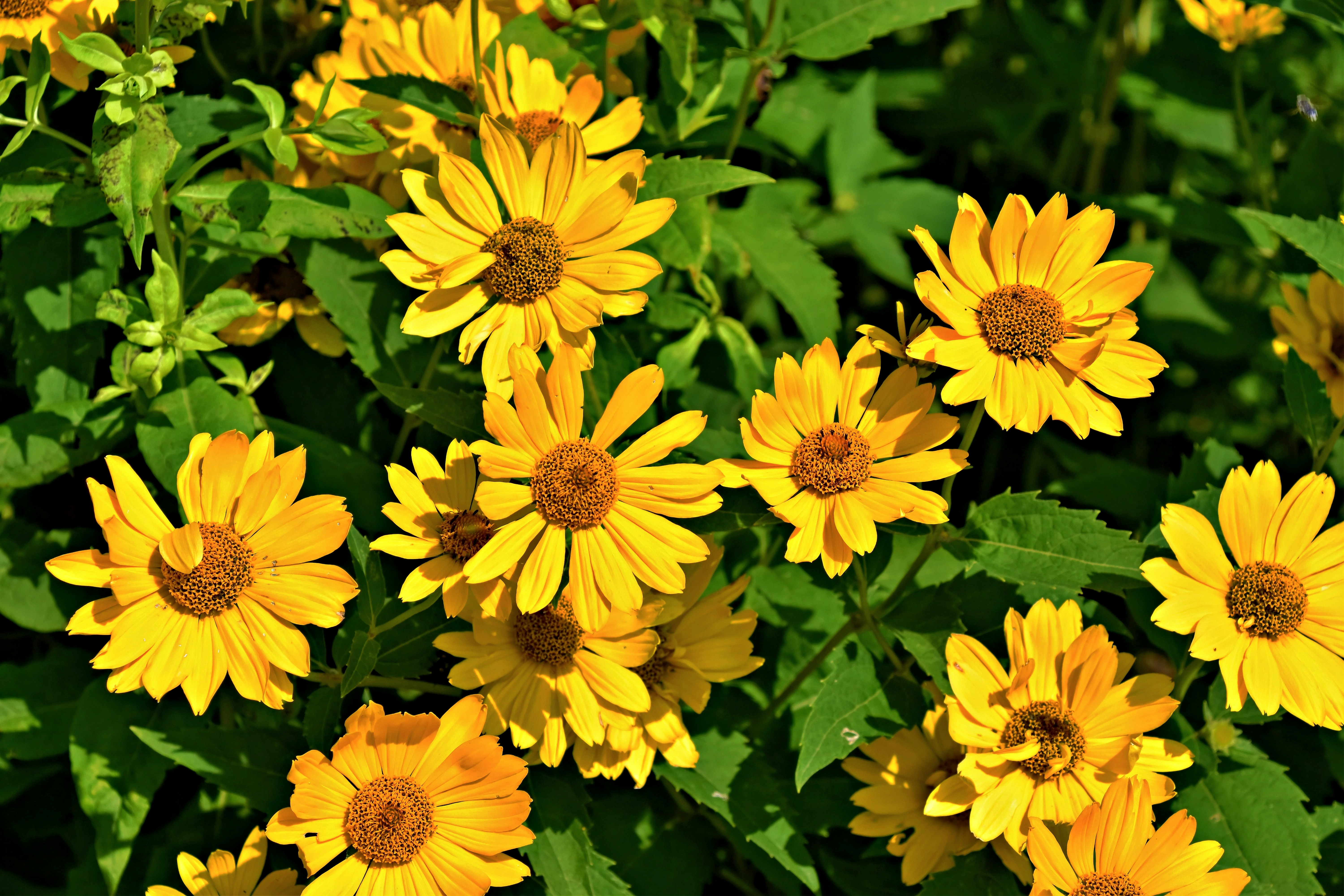 Sunlit Garden Fiesta: Golden Discs Among Green Foliage