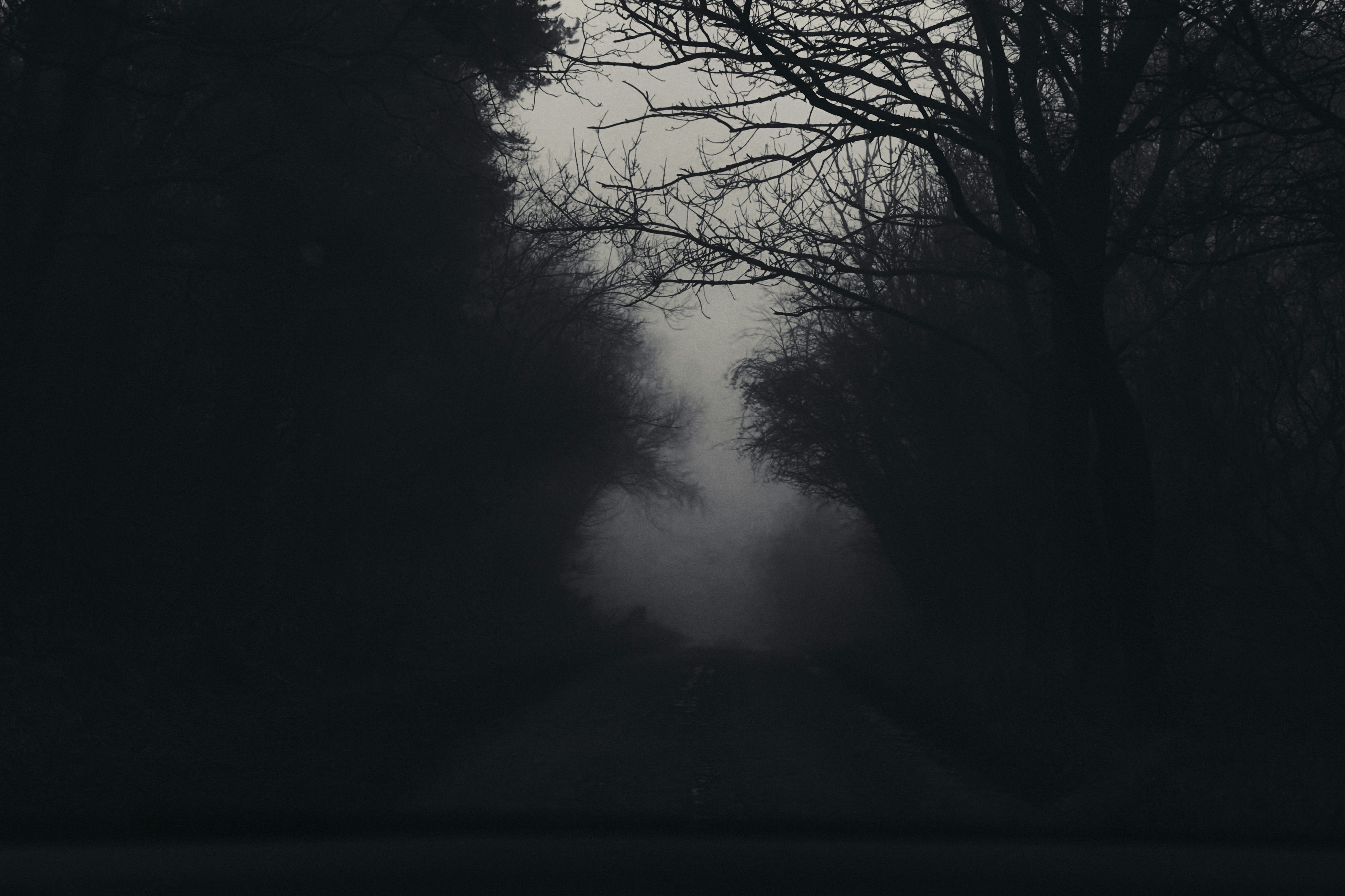 Midnight Lane: A Silent Drive into Fog