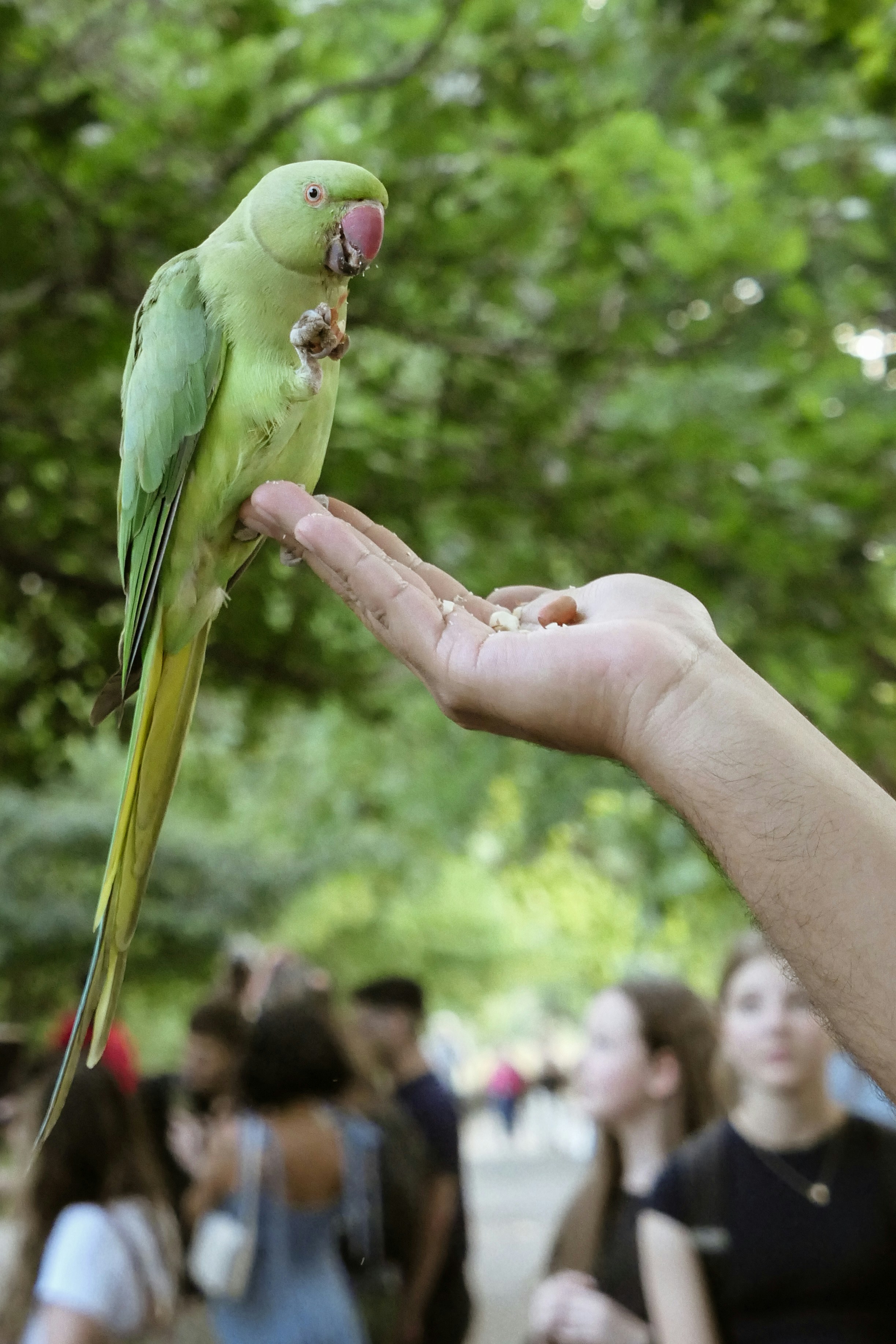 Pastel-green parrot on a curious handheld perch