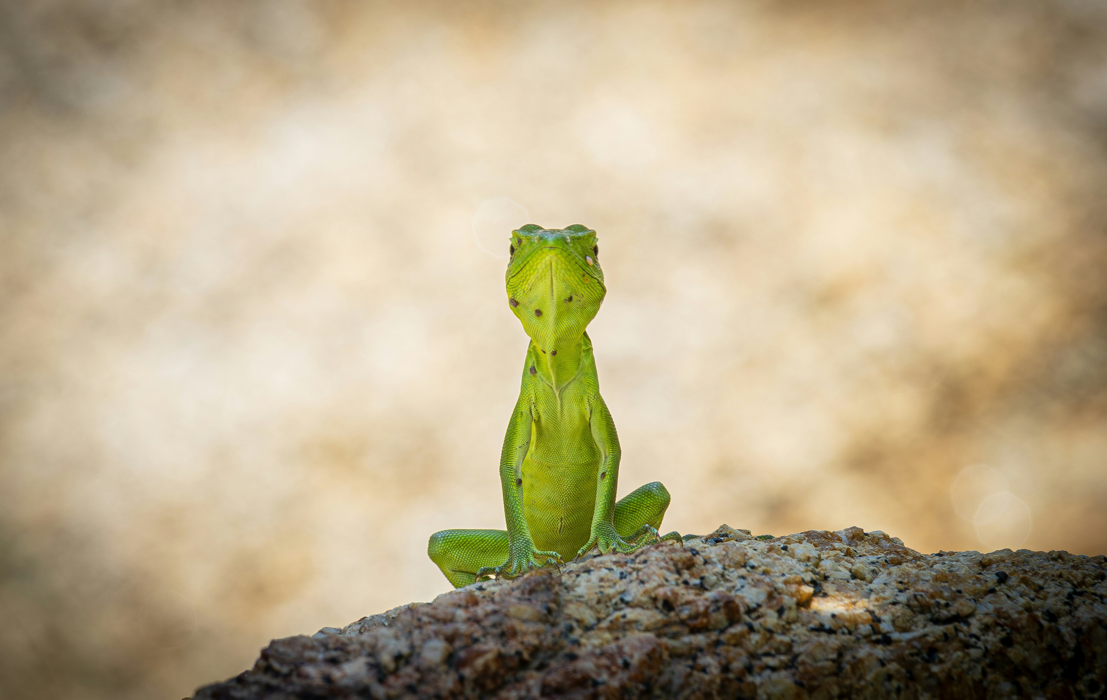 Emerald Sentinel: A Tiny Lizard Reigns Over Cracked Terrain