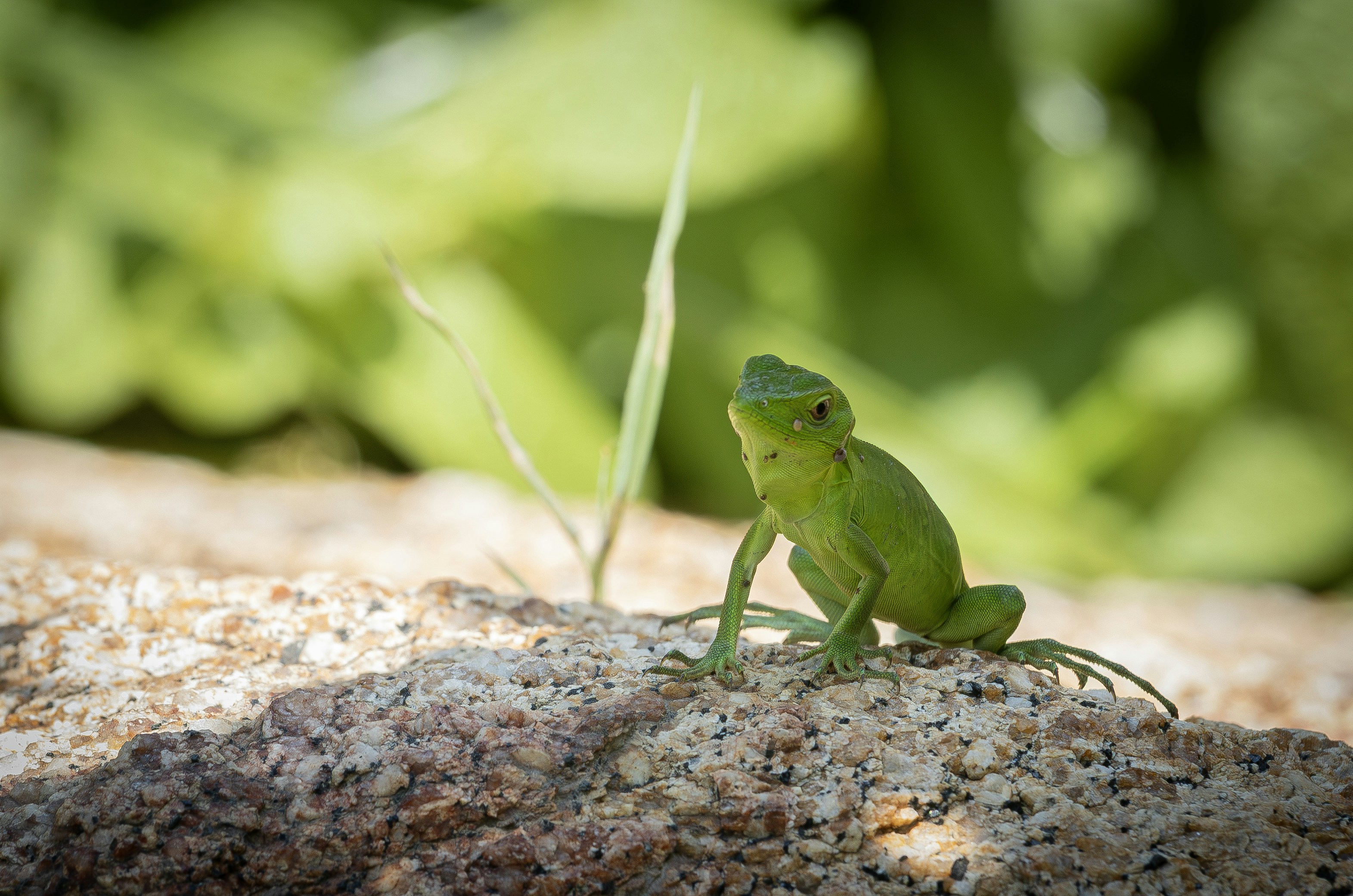 Green Camouflaged Sentinel on Granite