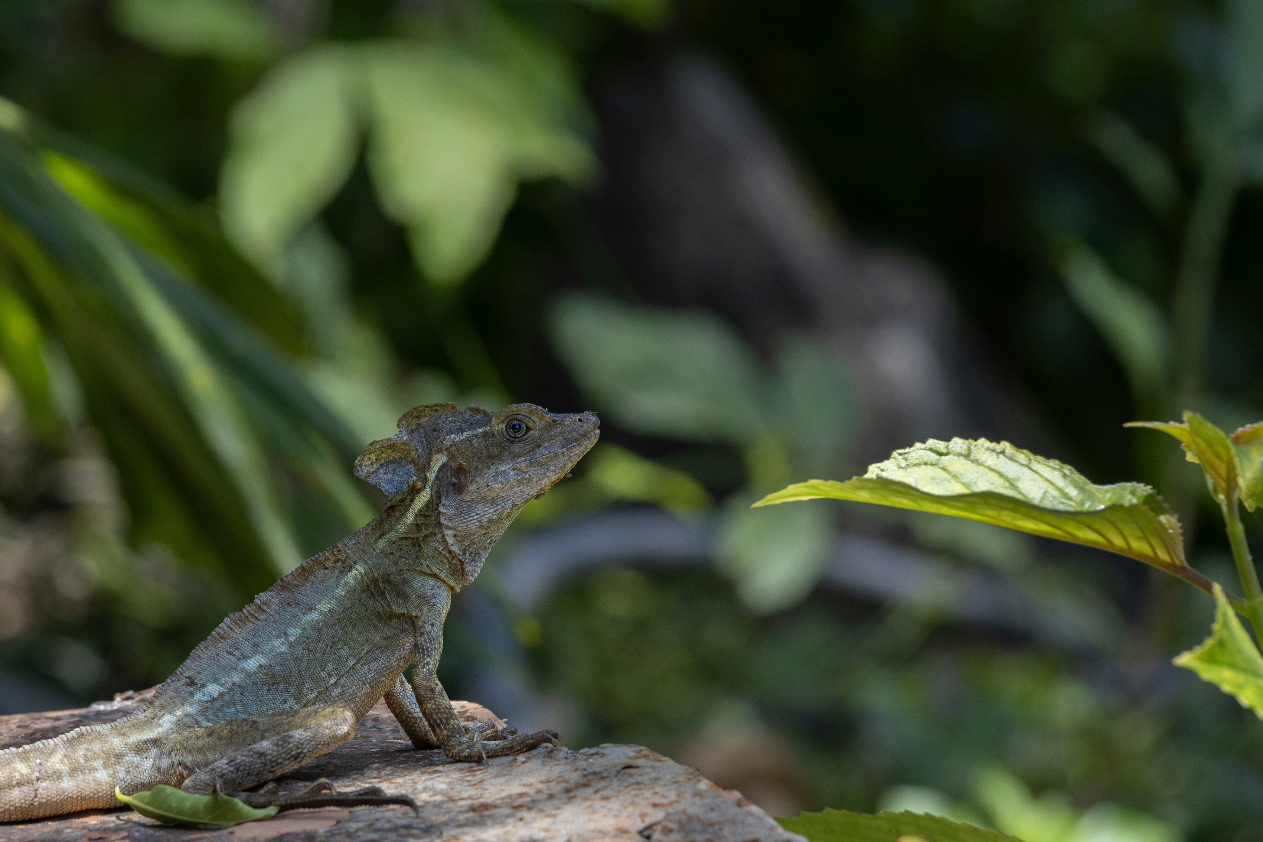 Emerald Lizard Stare: The Spare Branch Guardian